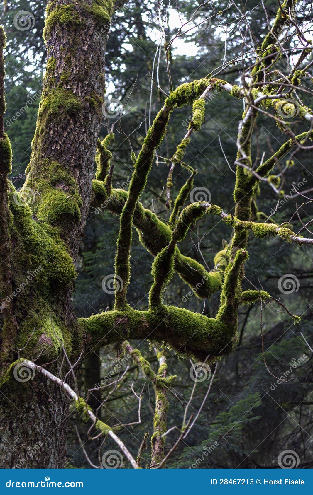 Tree with moss stock image. Image of brown, natural, rain - 28467213