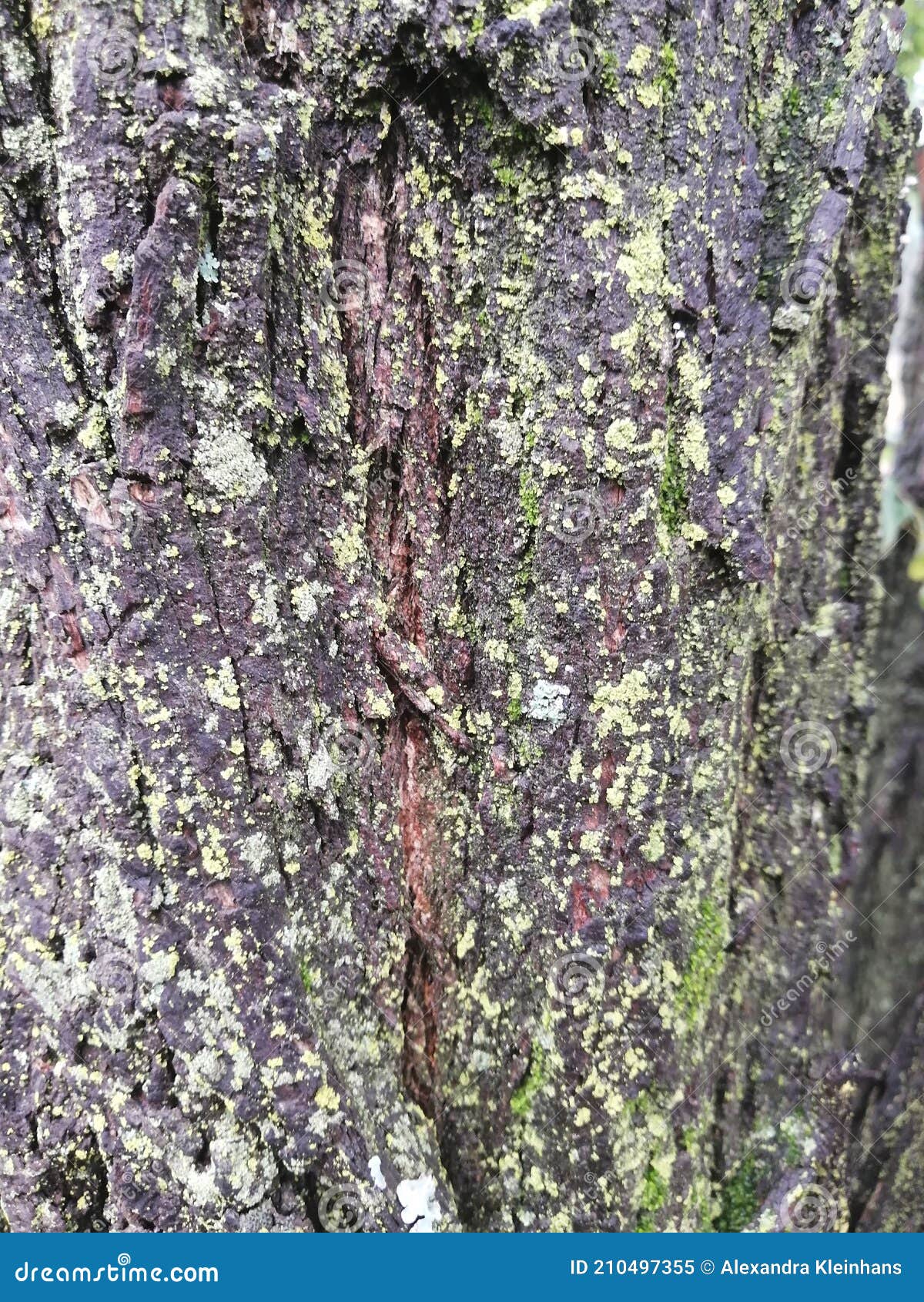 Tree moss on tree bark stock image. Image of bark, moss - 210497355