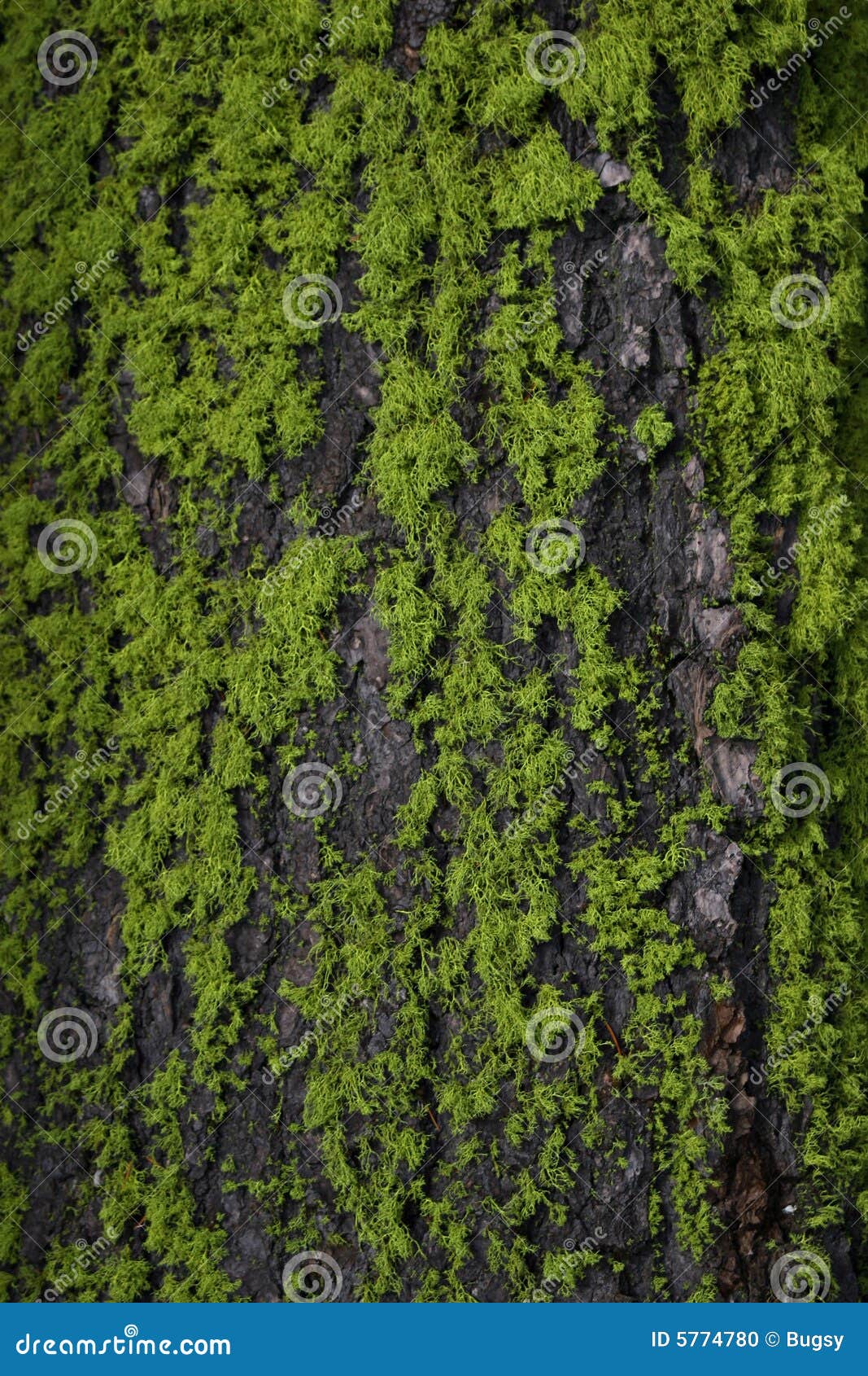 Tree Moss and Bark stock photo. Image of balsam, mounds - 5774780