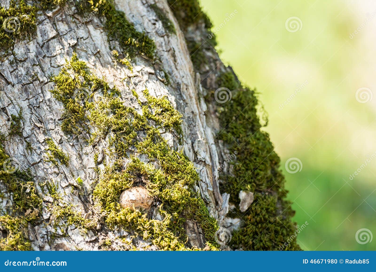 Tree Moss Closeup stock photo. Image of nature, moss - 46671980