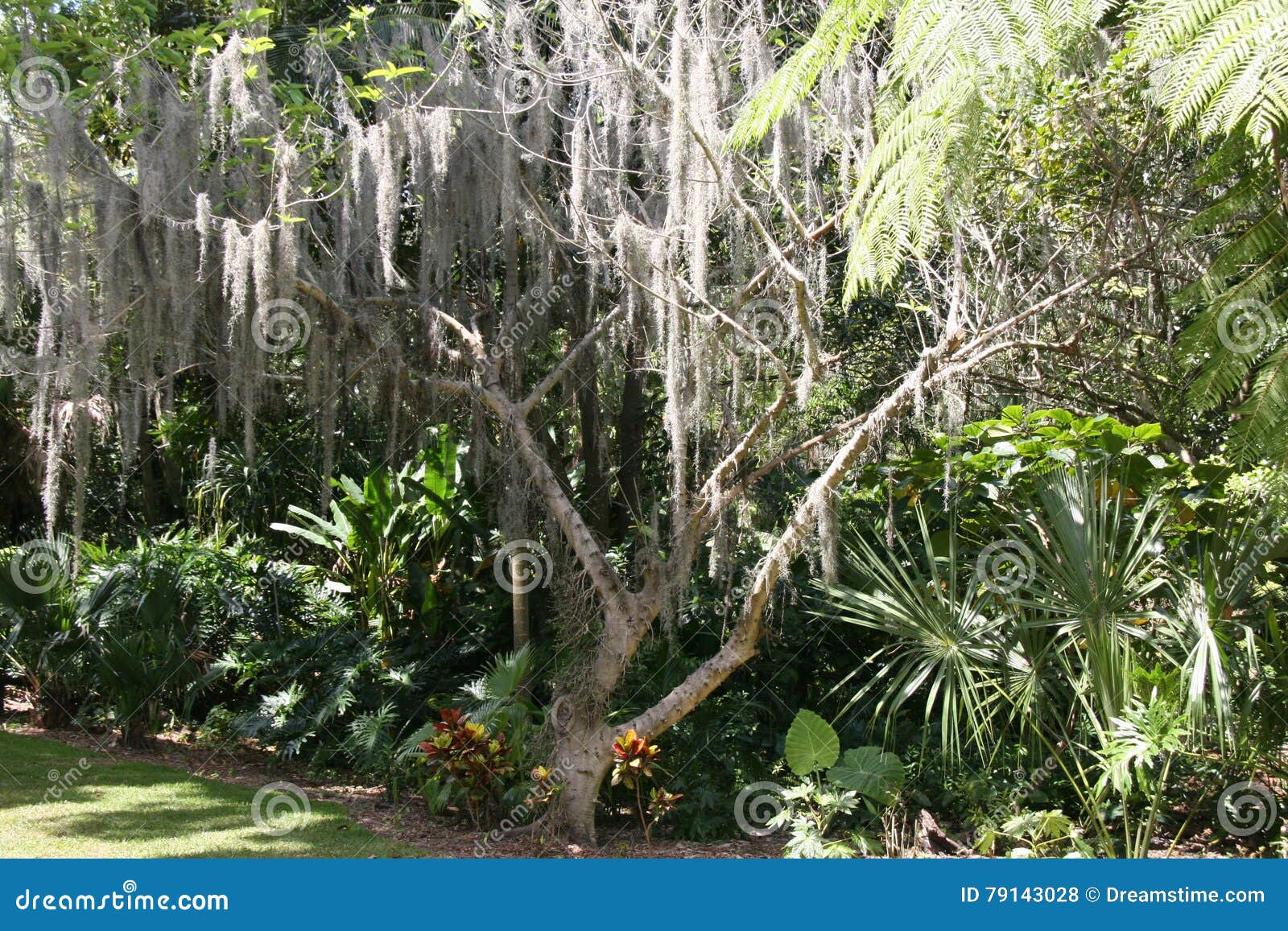 Tree Moss Dangling from Tree Stock Photo - Image of midst, beautiful ...