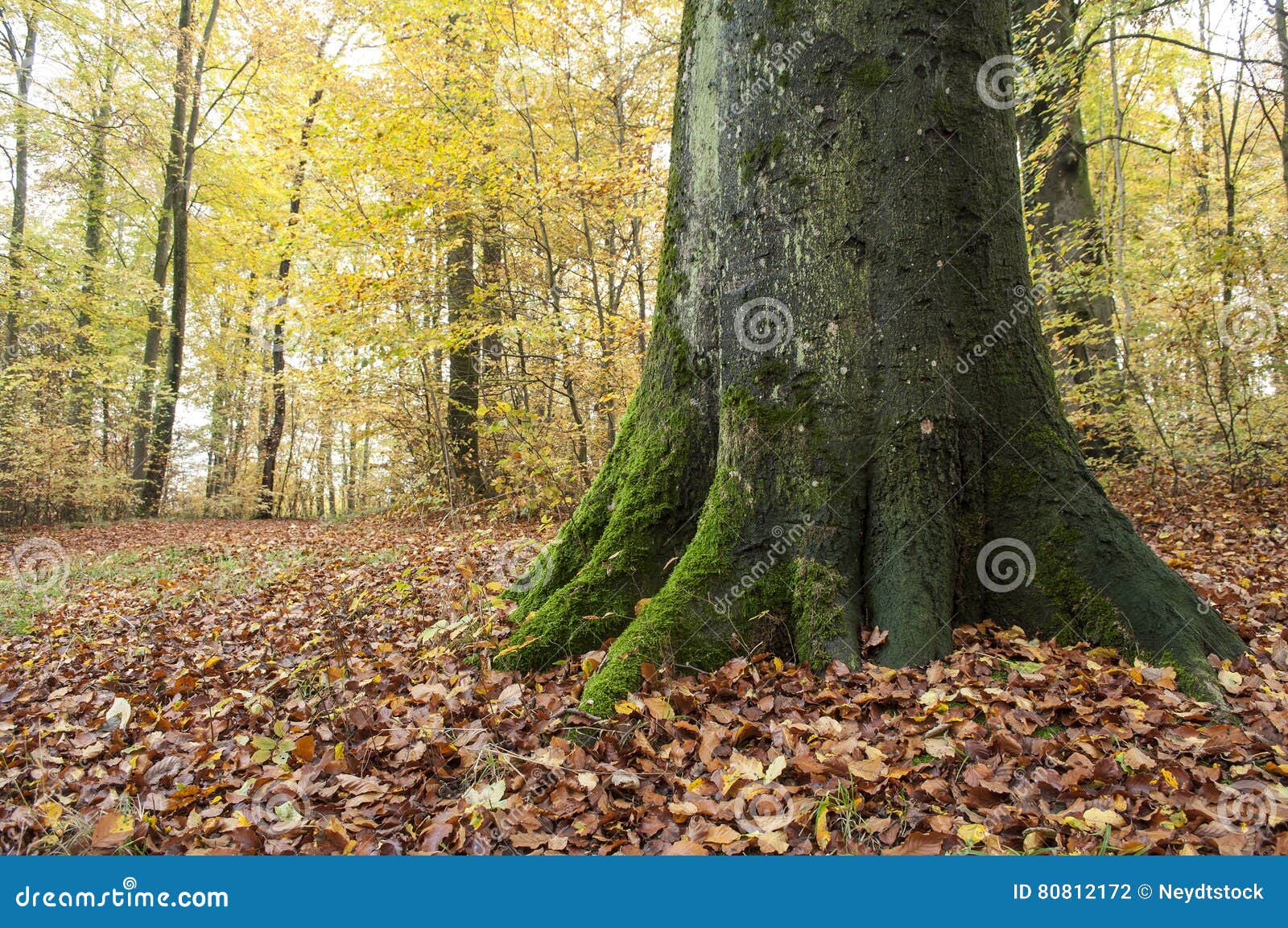 Tree with Moss Forest in Autumn Stock Photo - Image of strain, alsatian ...