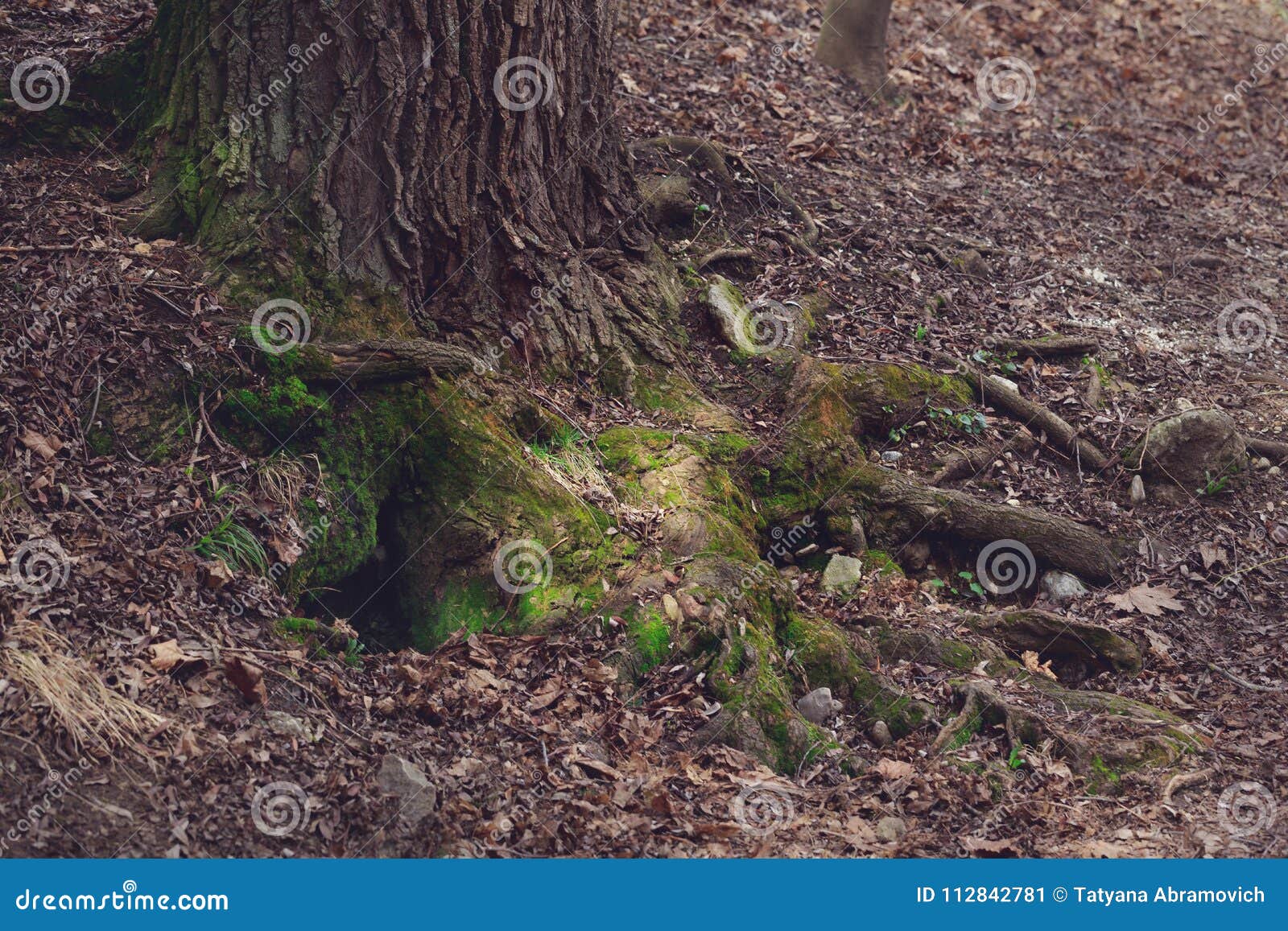 Tree in a Moss Forest, Burrow Stock Image - Image of landscape, moist ...
