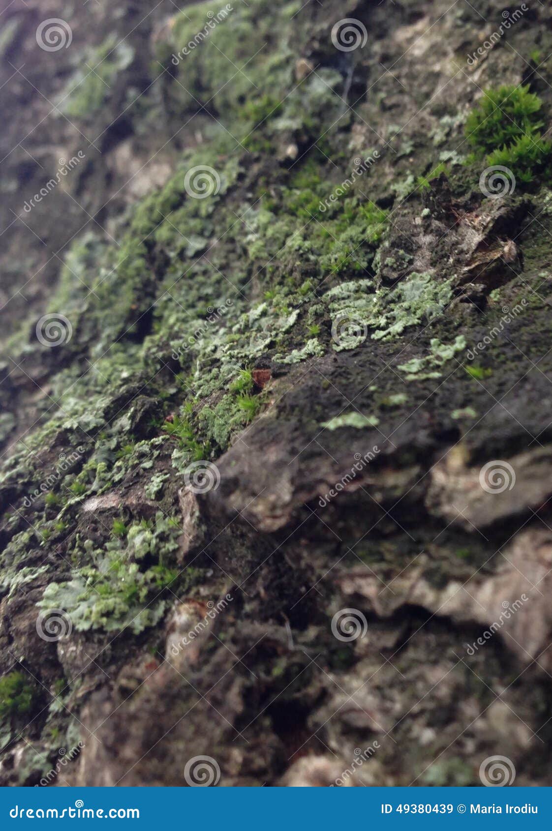 Tree Moss stock image. Image of piece, wood, nature, natural - 49380439