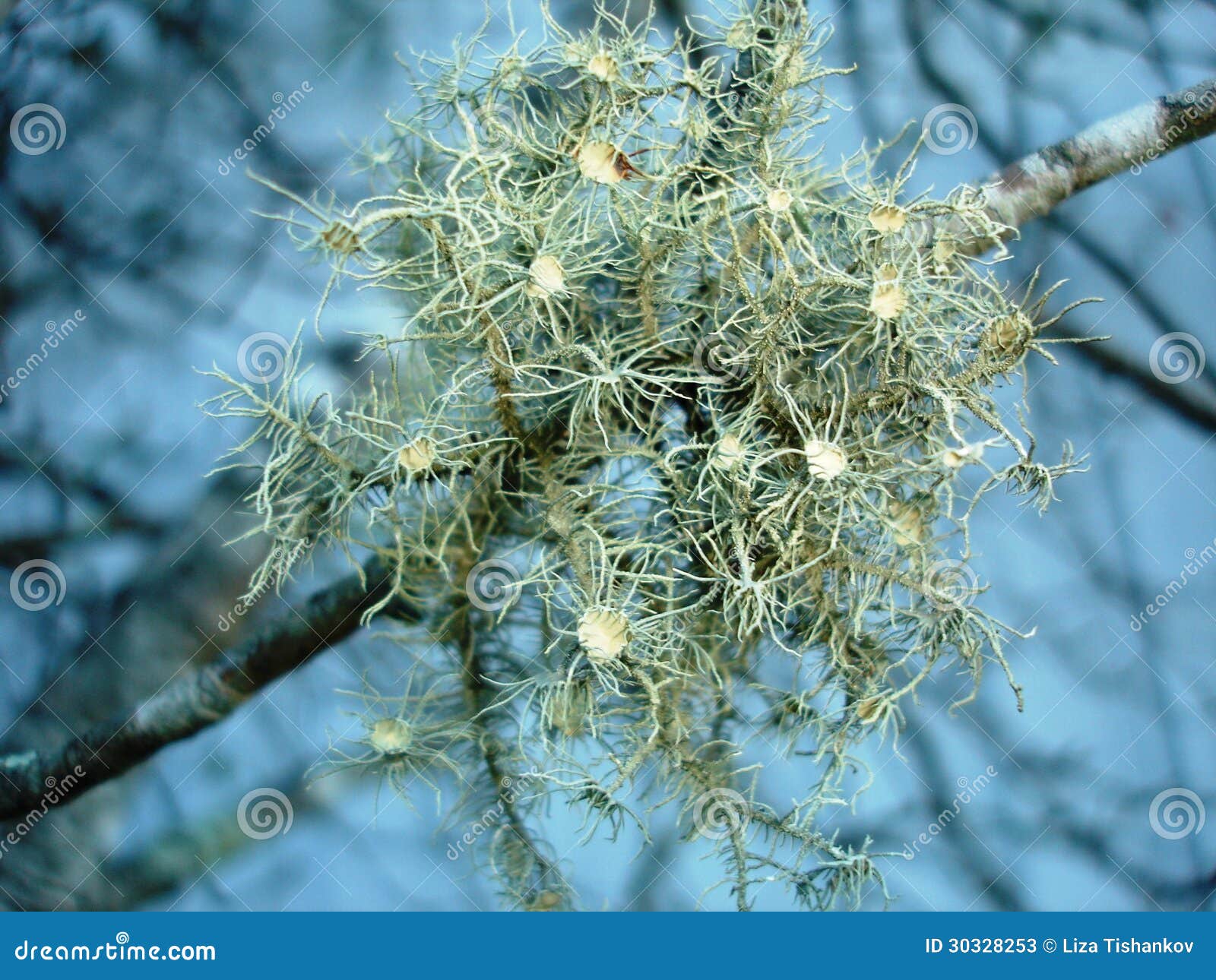 Tree moss, lichen stock image. Image of detail, fluffy - 30328253