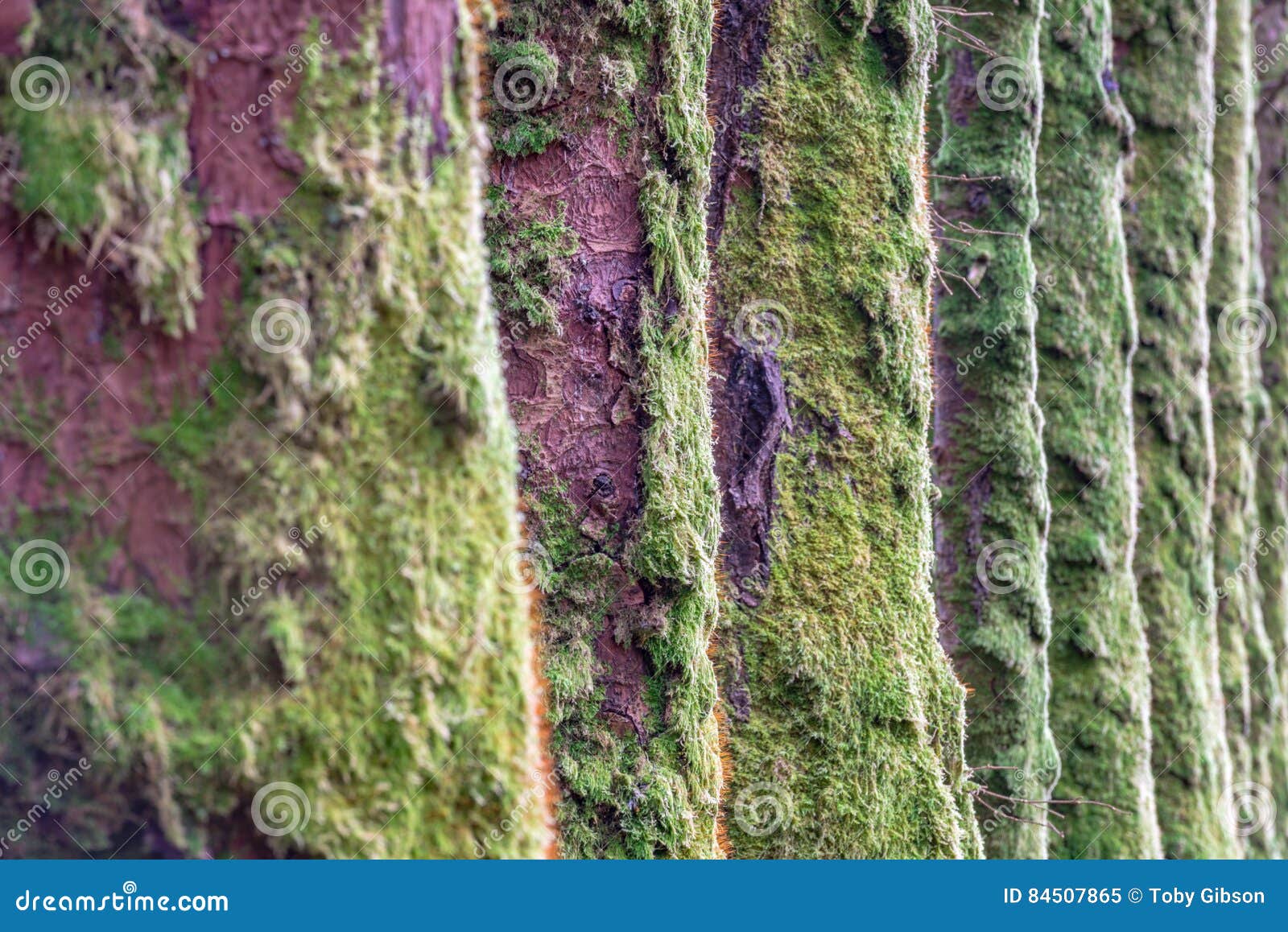 Tree moss line stock image. Image of blur, tree, seasonal - 84507865