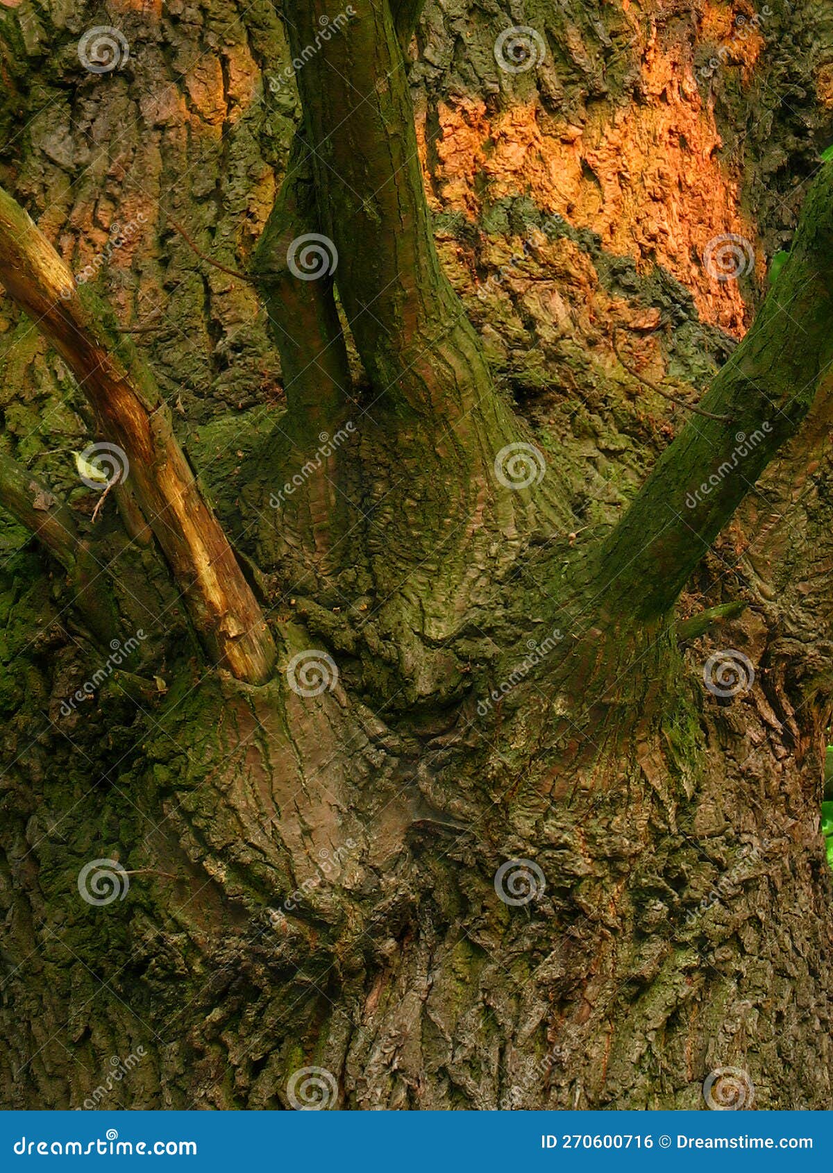 Old Forest Tree Trunk with Bare Branches. Color Background. Stock Photo ...
