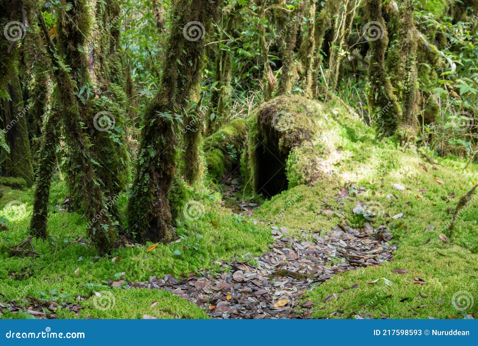 Tree with Moss in the Rain Forest Stock Image - Image of mountain ...