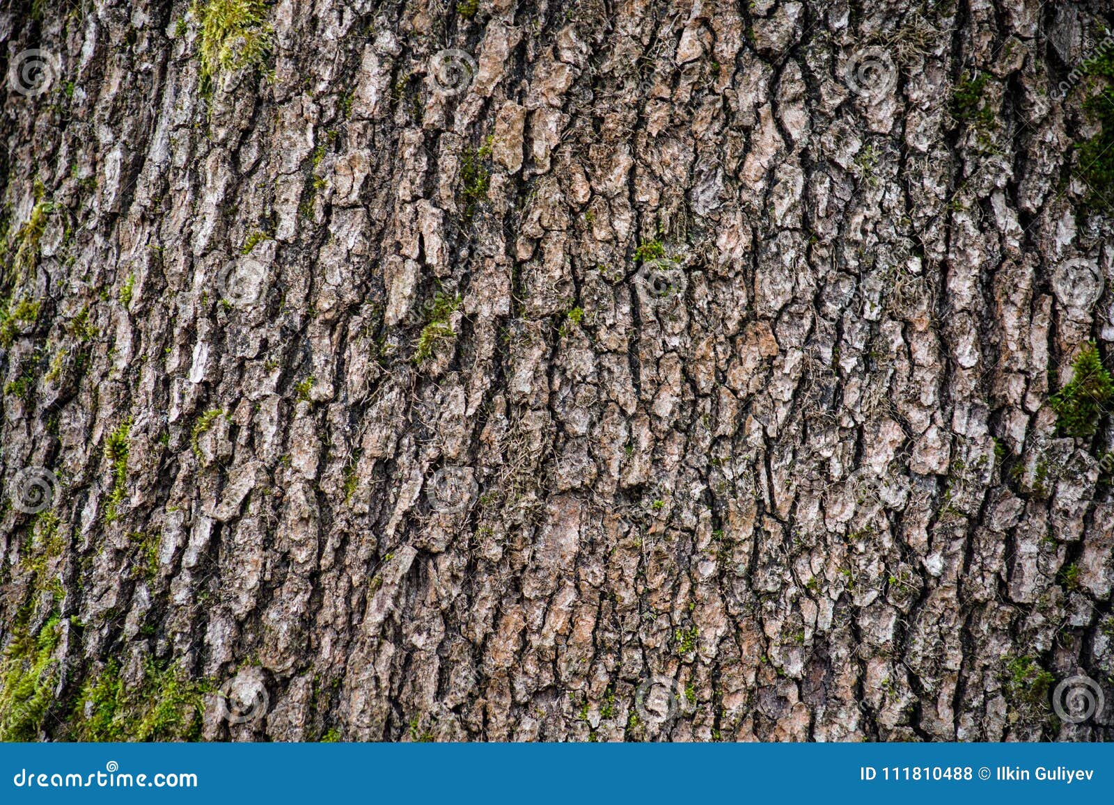 Tree with Moss on Roots in a Green Forest or Moss on Tree Trunk. Tree ...