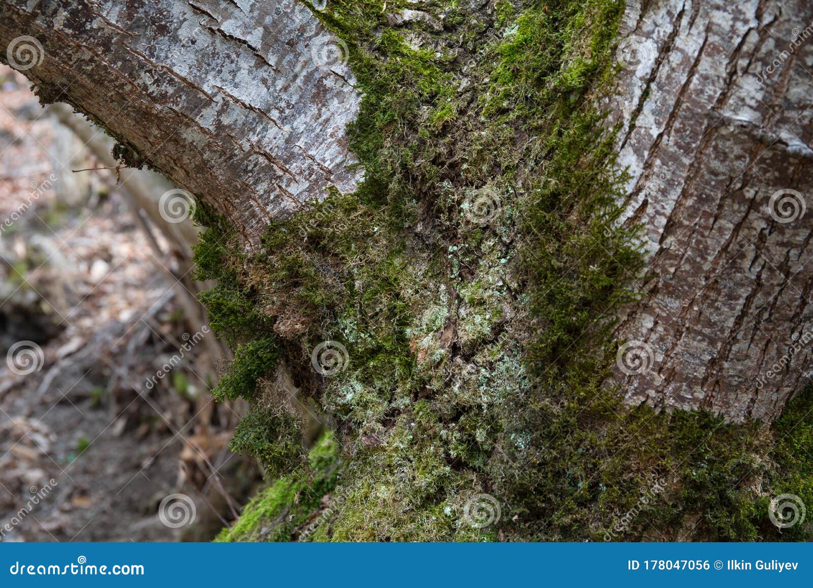 Tree with Moss on Roots in a Green Forest or Moss on Tree Trunk. Tree ...
