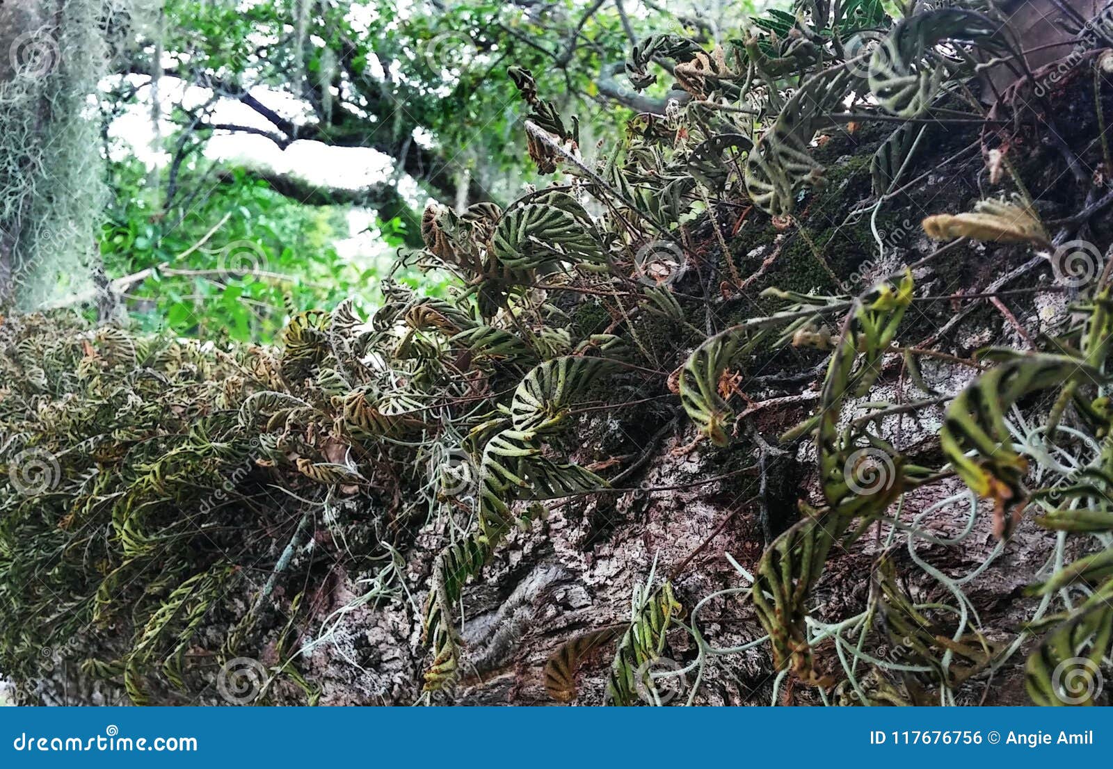 Tree with Moss stock photo. Image of wilderness, background - 117676756