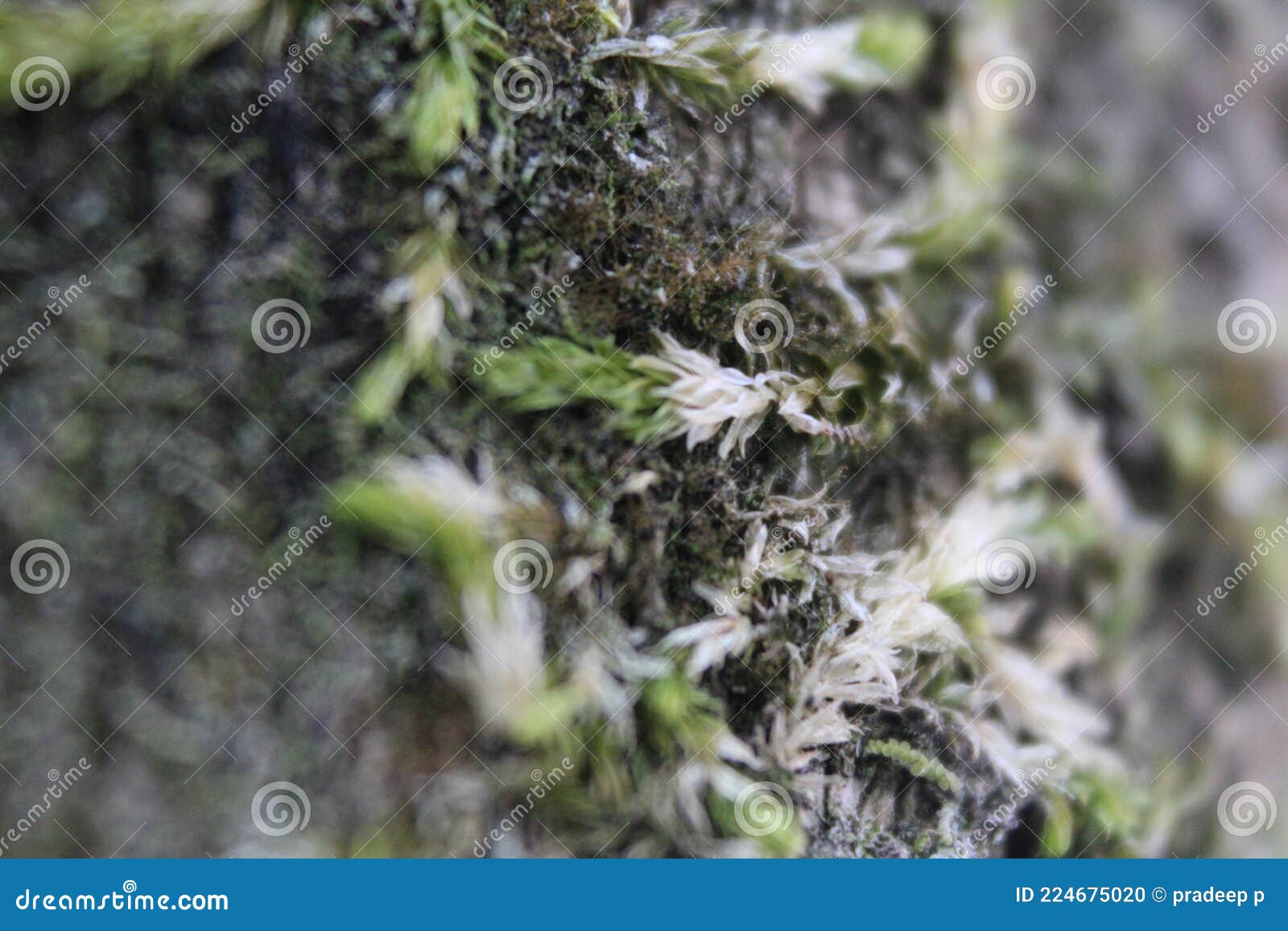 Tree moss white and green stock photo. Image of wildlife - 224675020