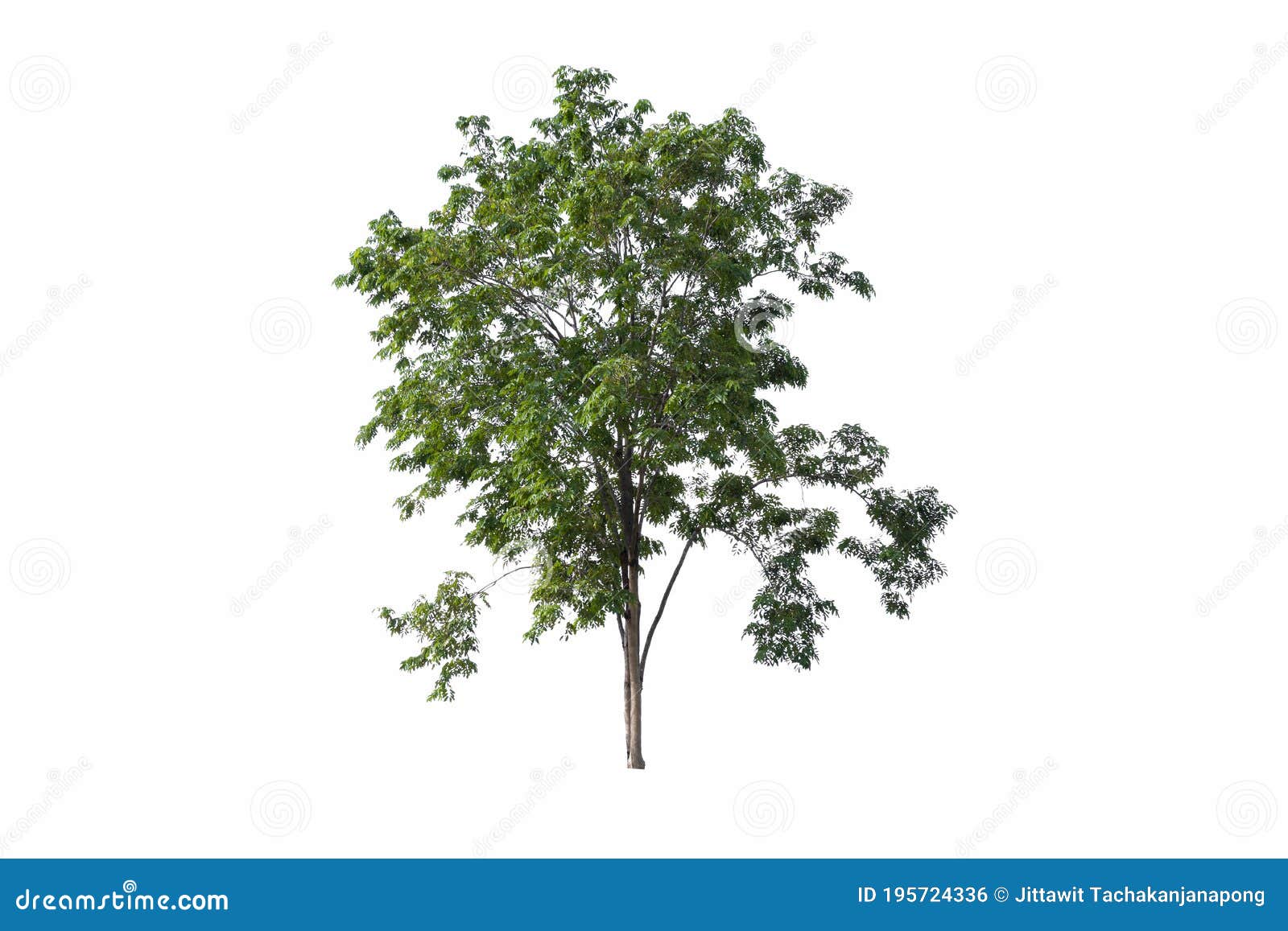 The Tree is the Most Important Thing in the World Stock Photo - Image ...