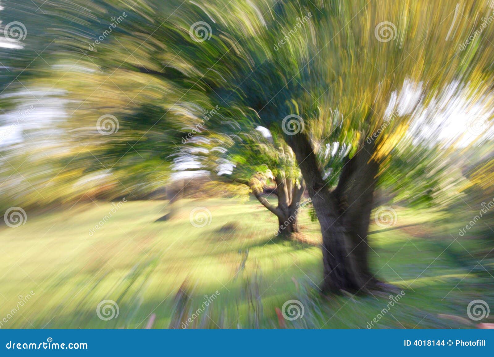 Tree in motion stock photo. Image of blur, zoom, windy - 4018144