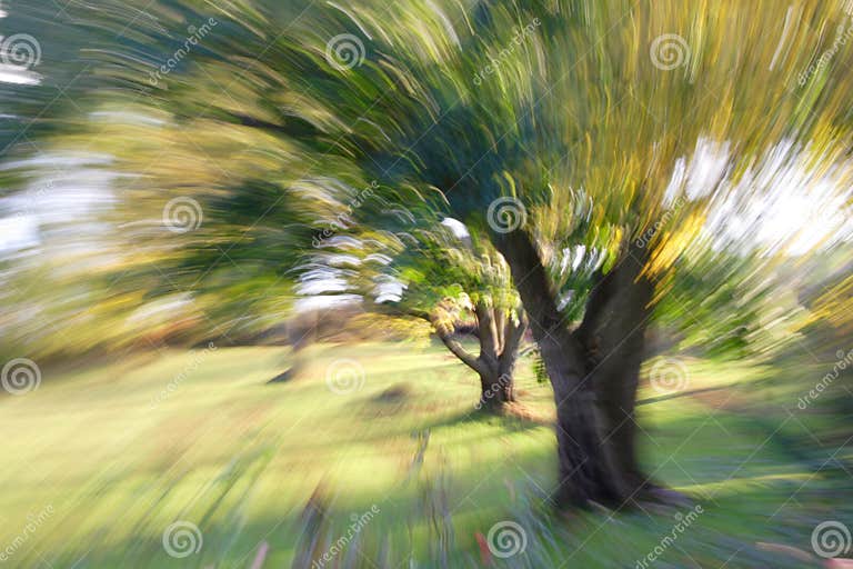 Tree in motion stock photo. Image of blur, zoom, windy - 4018144