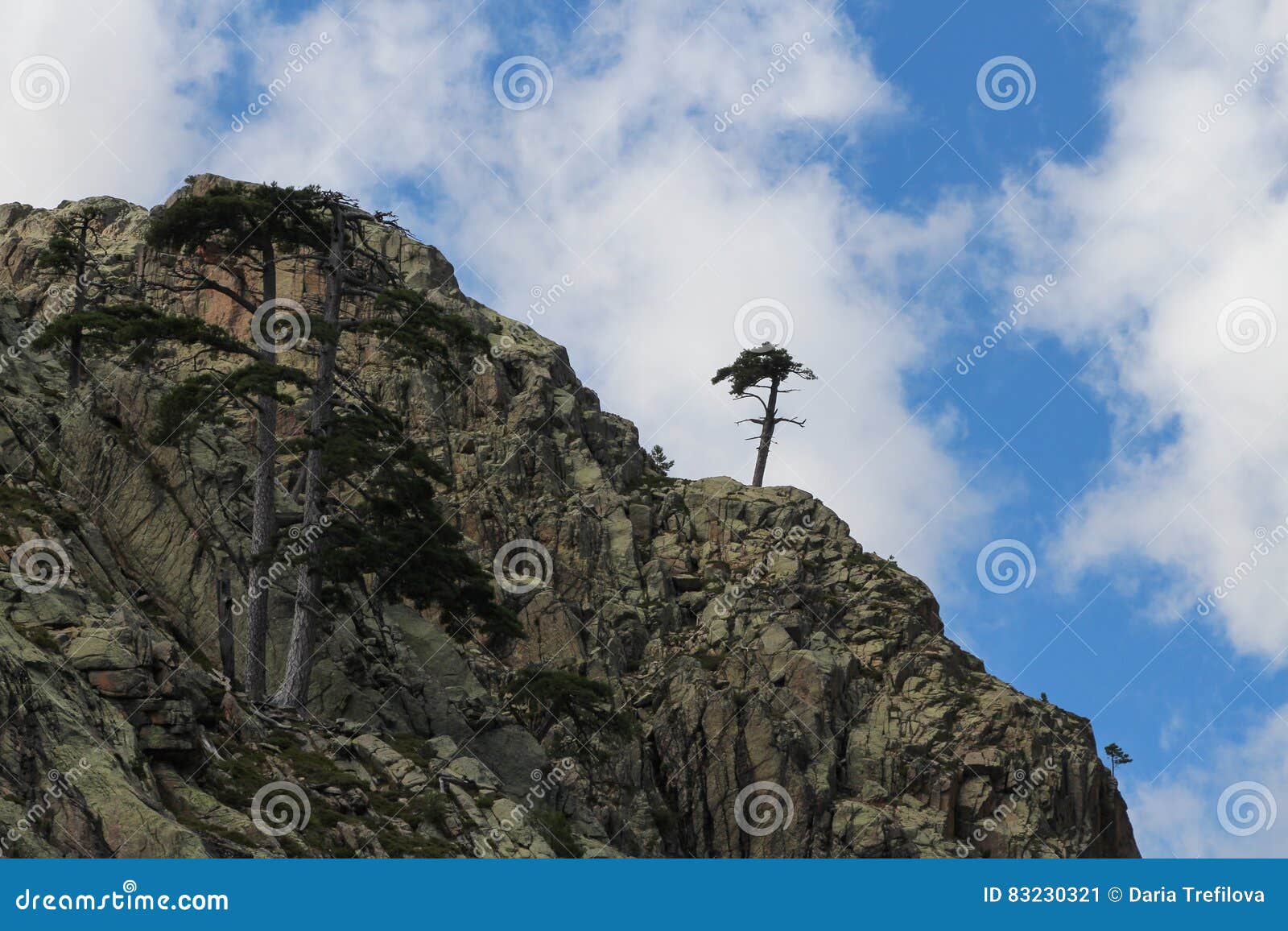A Tree on the Mounatin Top. Stock Image - Image of clouds, trees: 83230321