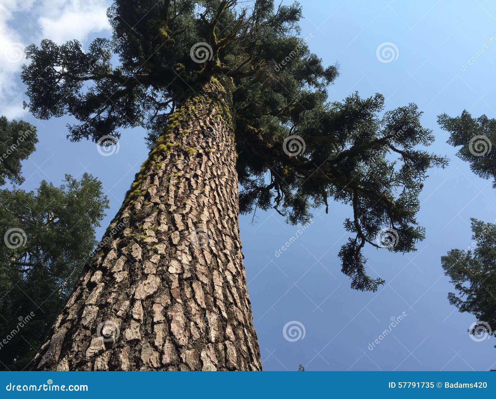 Tree, Mount Shasta stock image. Image of tree, mount - 57791735