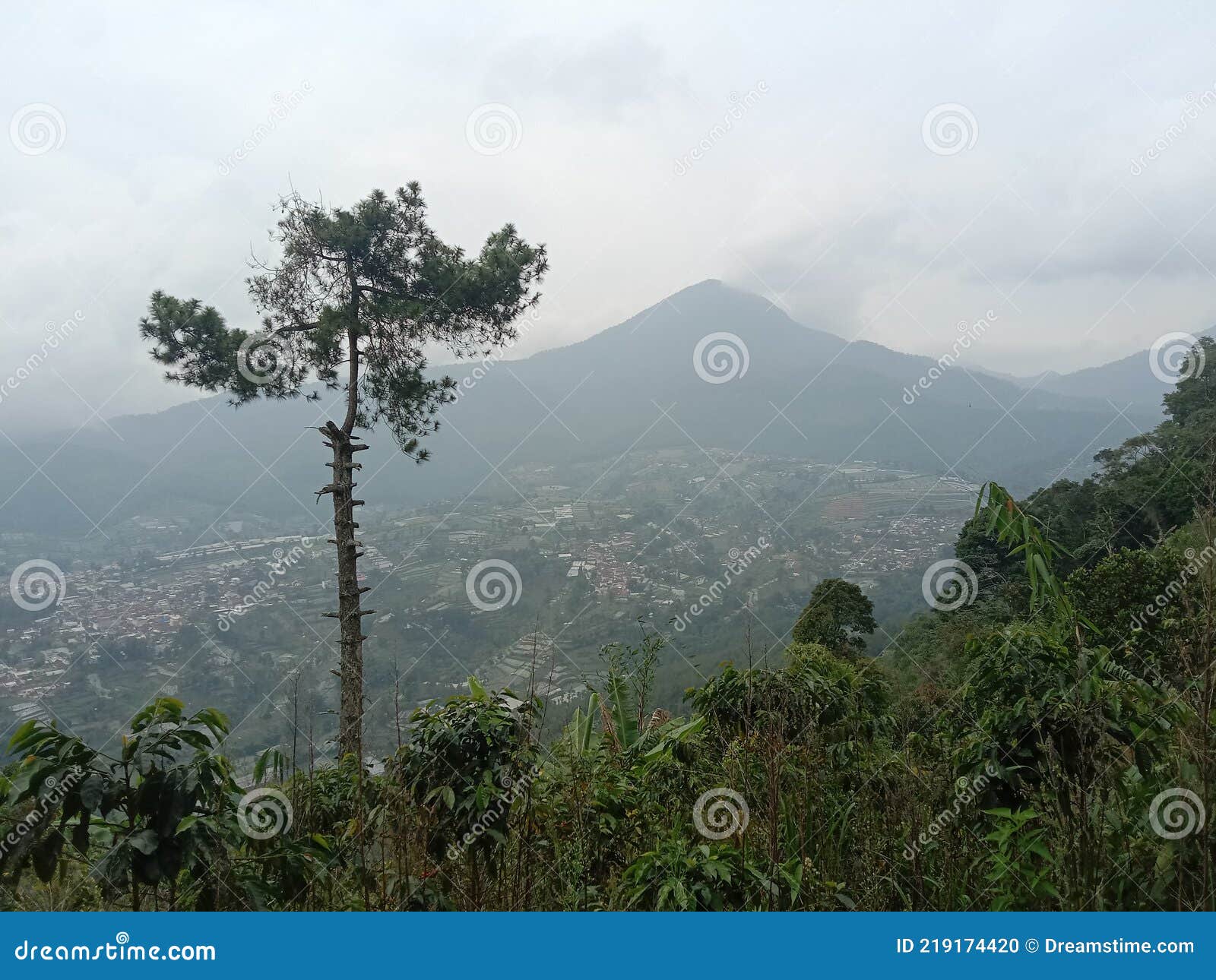 Tree in the mountain stock photo. Image of forest, vegetation - 219174420