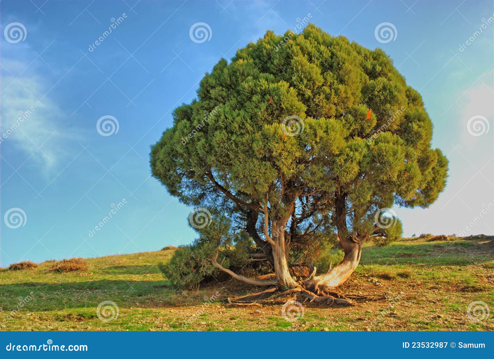 Tree on a mountain stock image. Image of nature, blue - 23532987