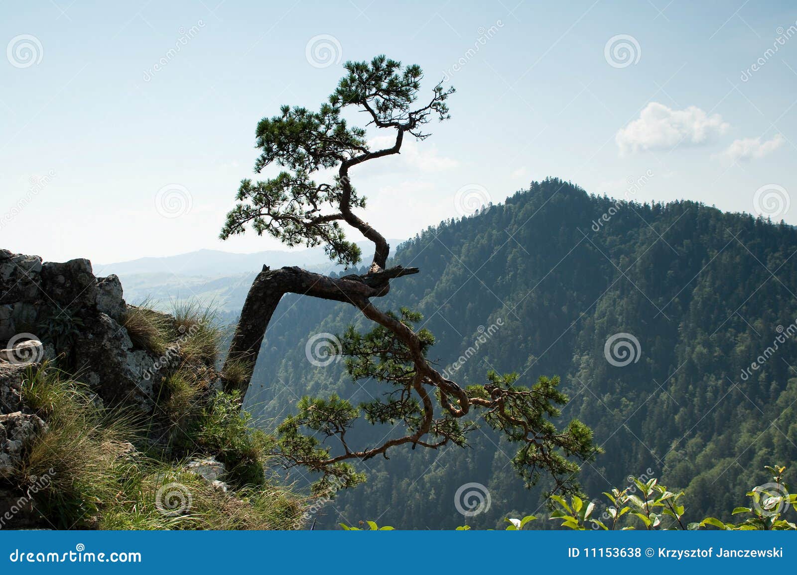 Tree on mountain edge stock photo. Image of green, location - 11153638