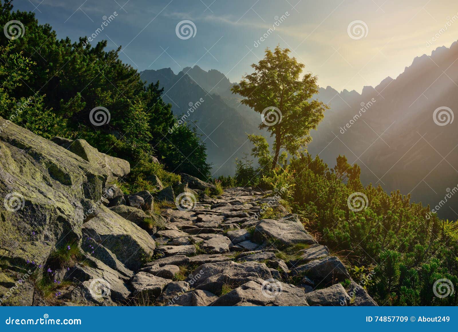 Tree and Mountain Path on a Sunny Morning Stock Image - Image of high ...