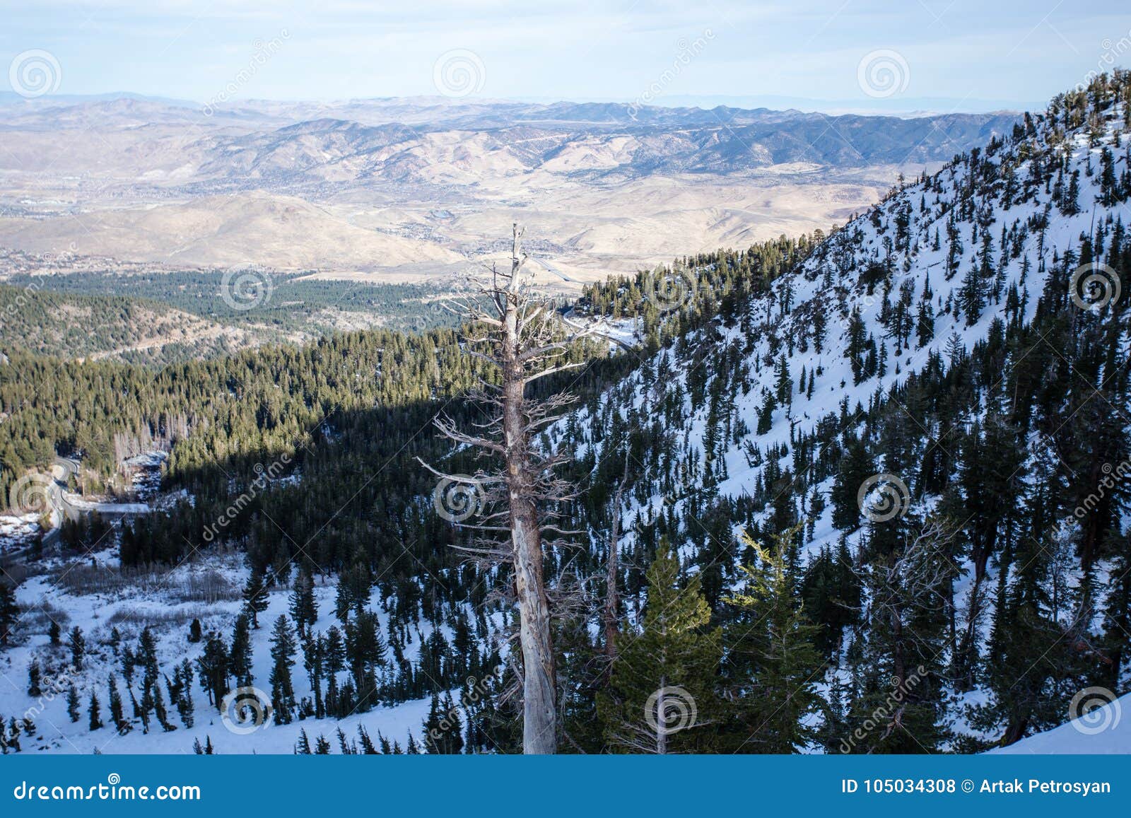 Tree stock photo. Image of park, landmark, skier, view - 105034308