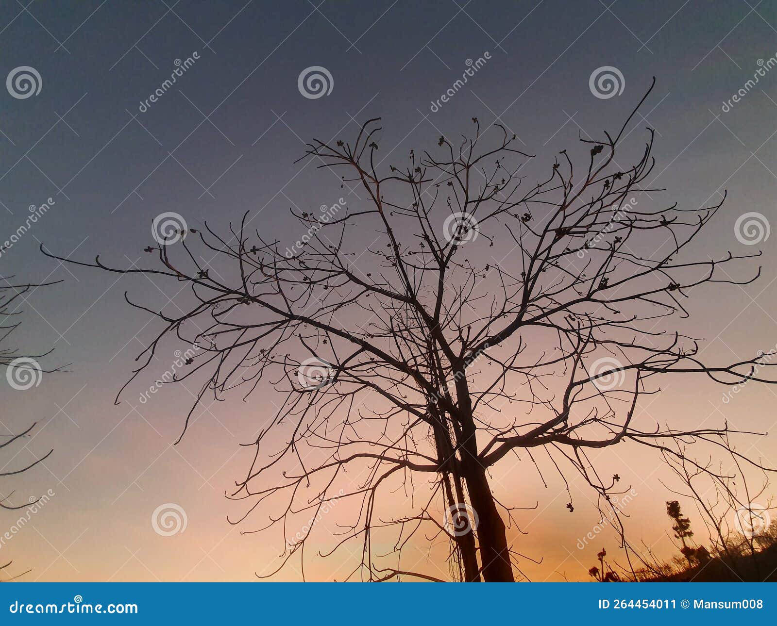 Tree and Mountain in Sunset Time Stock Image - Image of sunlight ...