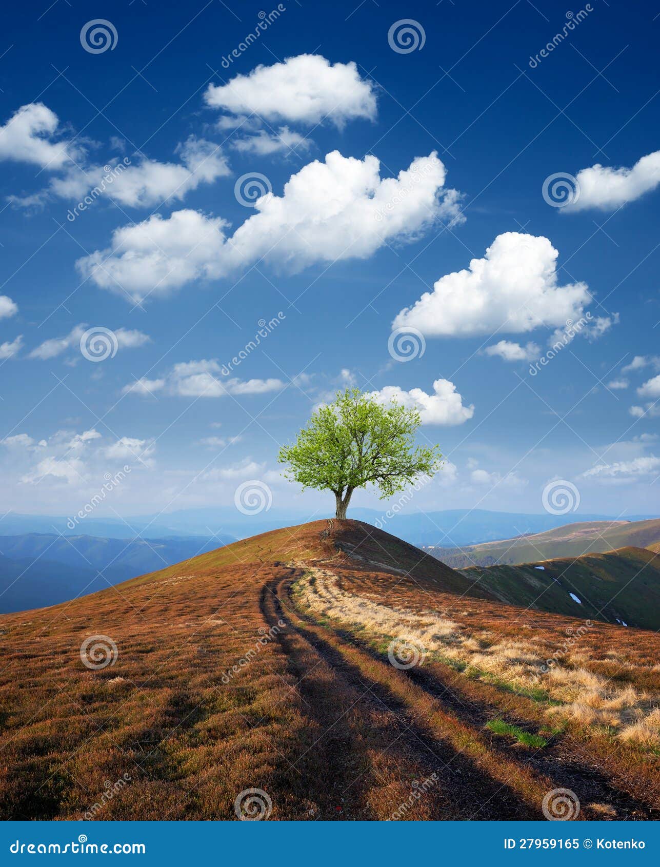 Tree on a mountain top stock image. Image of land, environment - 27959165