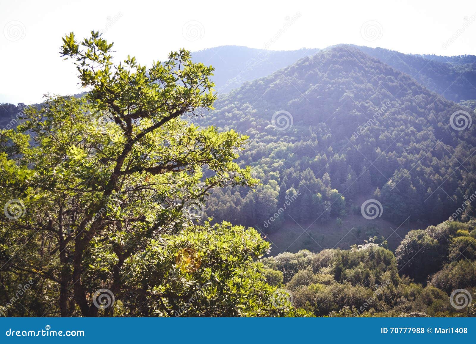 Tree and mountain views stock photo. Image of environment - 70777988