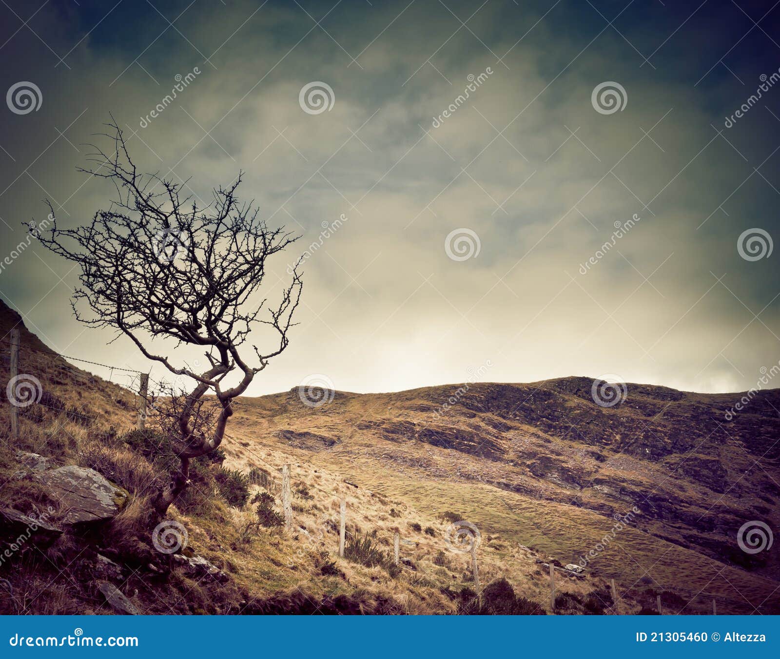 Tree in mountains stock photo. Image of hill, autumn - 21305460