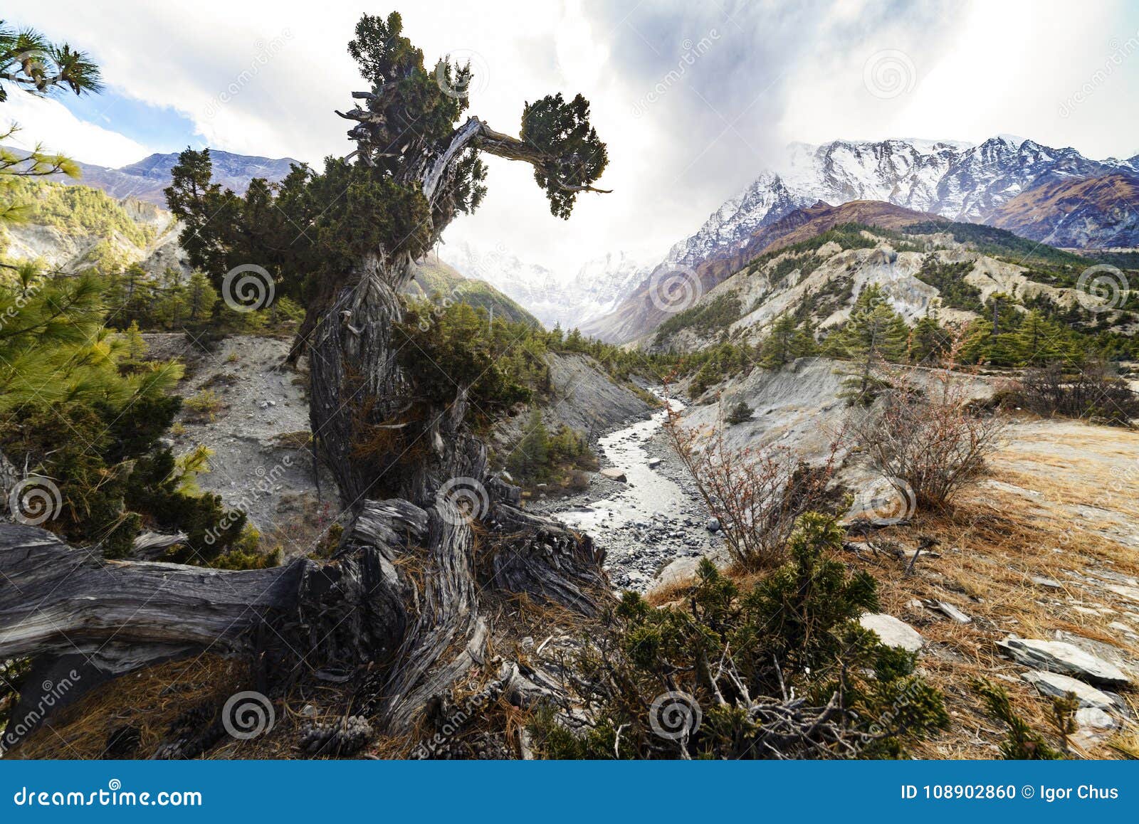 Tree in the Mountains of the Himalayas Stock Photo - Image of nature ...