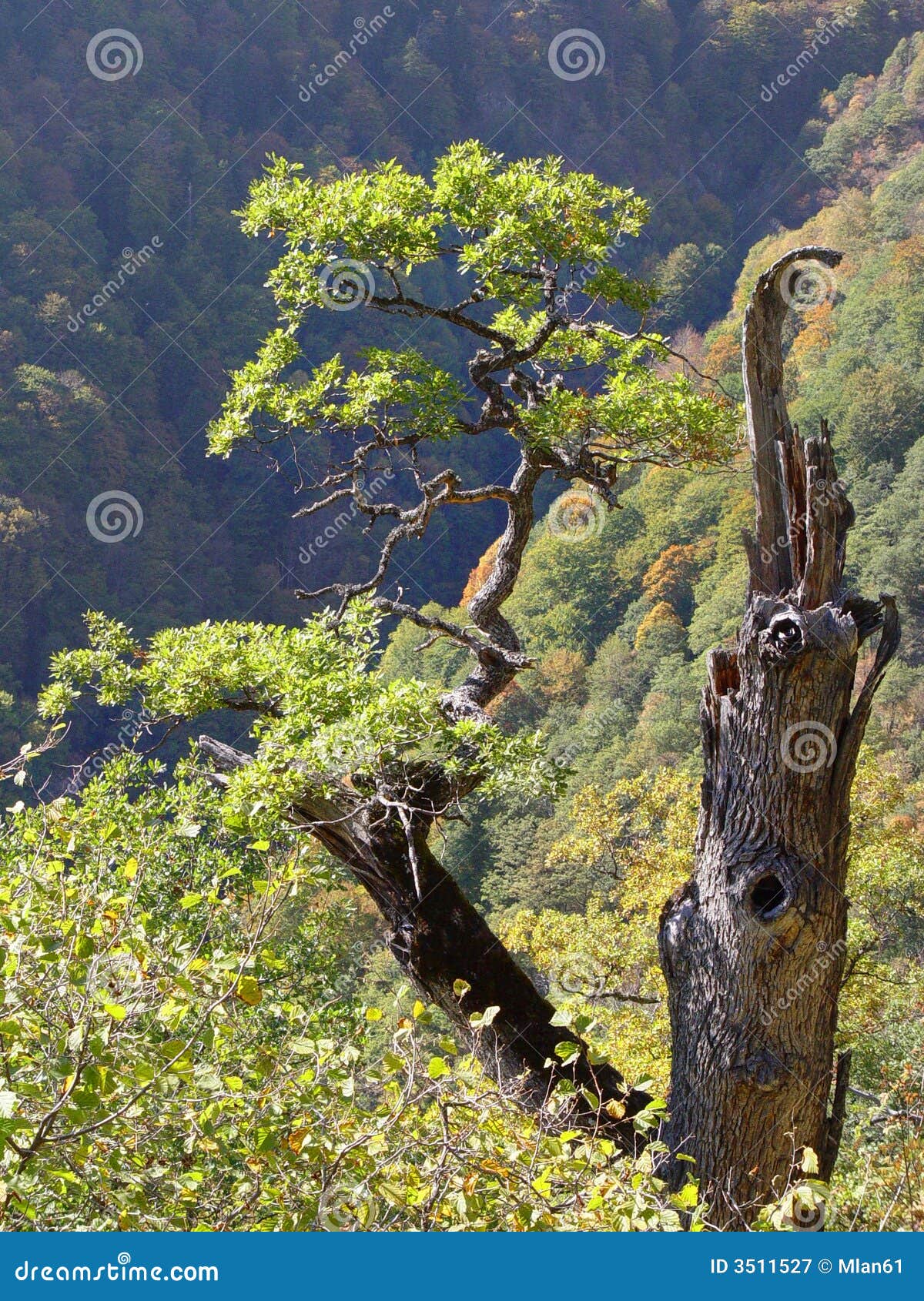 Tree on mountainside stock image. Image of slope, tree - 3511527