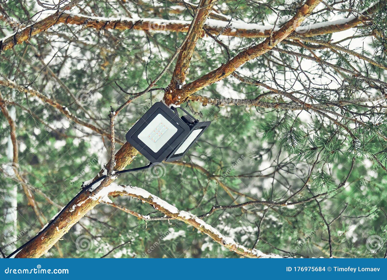 Tree-mounted Led Spotlight on the Pine Branch in the Winter Pine Forest ...