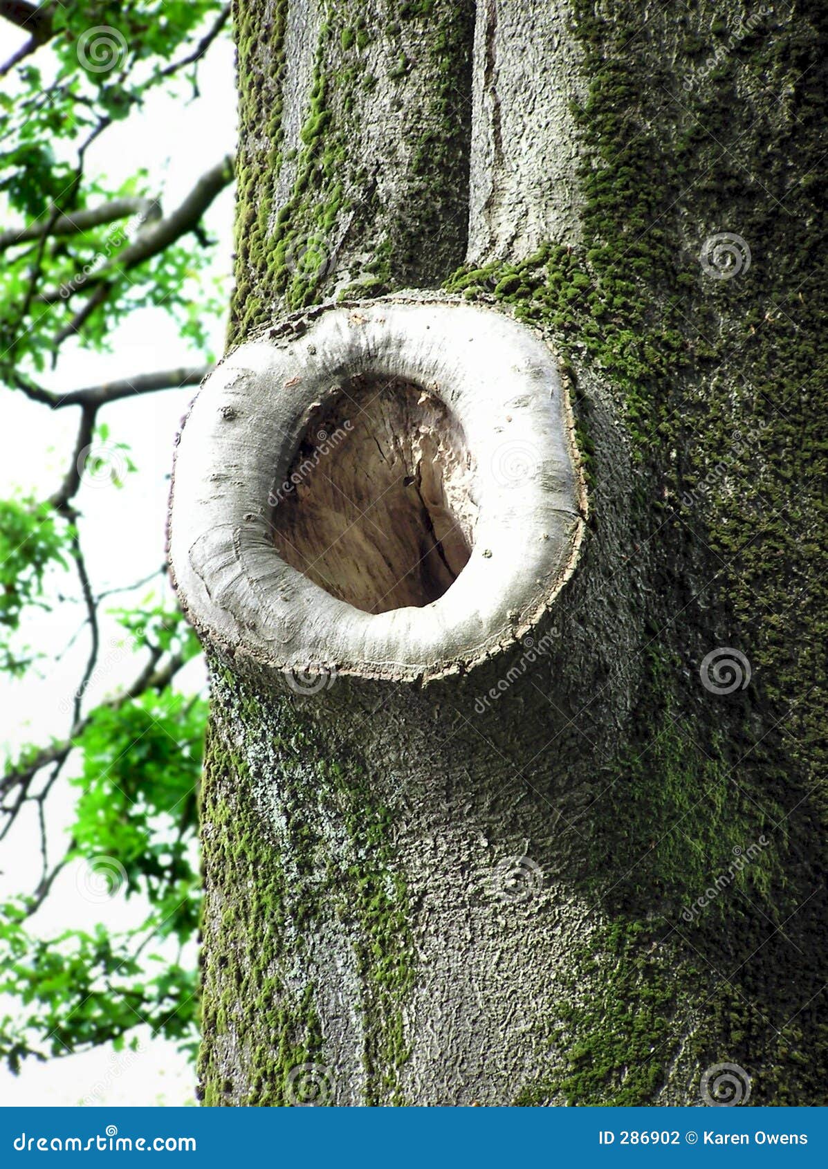 Tree Mouth stock photo. Image of leaf, leaves, plantlife - 286902