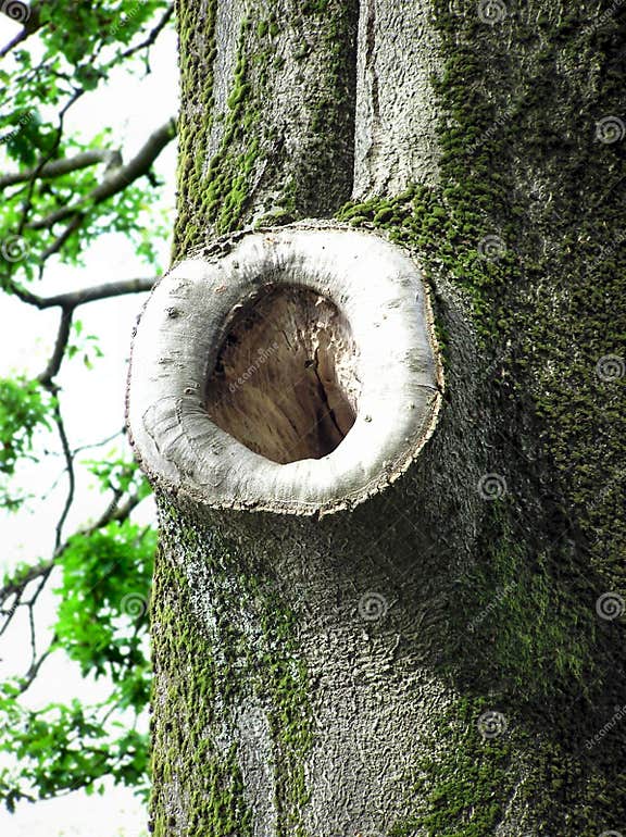 Tree Mouth stock photo. Image of leaf, leaves, plantlife - 286902