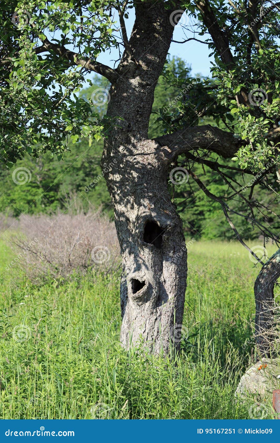 Tree with a mouth stock image. Image of apple, mouth - 95167251