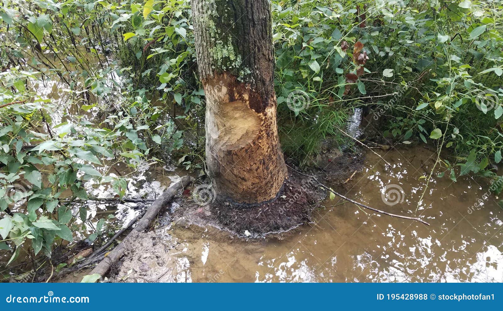Beaver Bite Marks On Tree Trunk And Water And Trees In Forest In ...