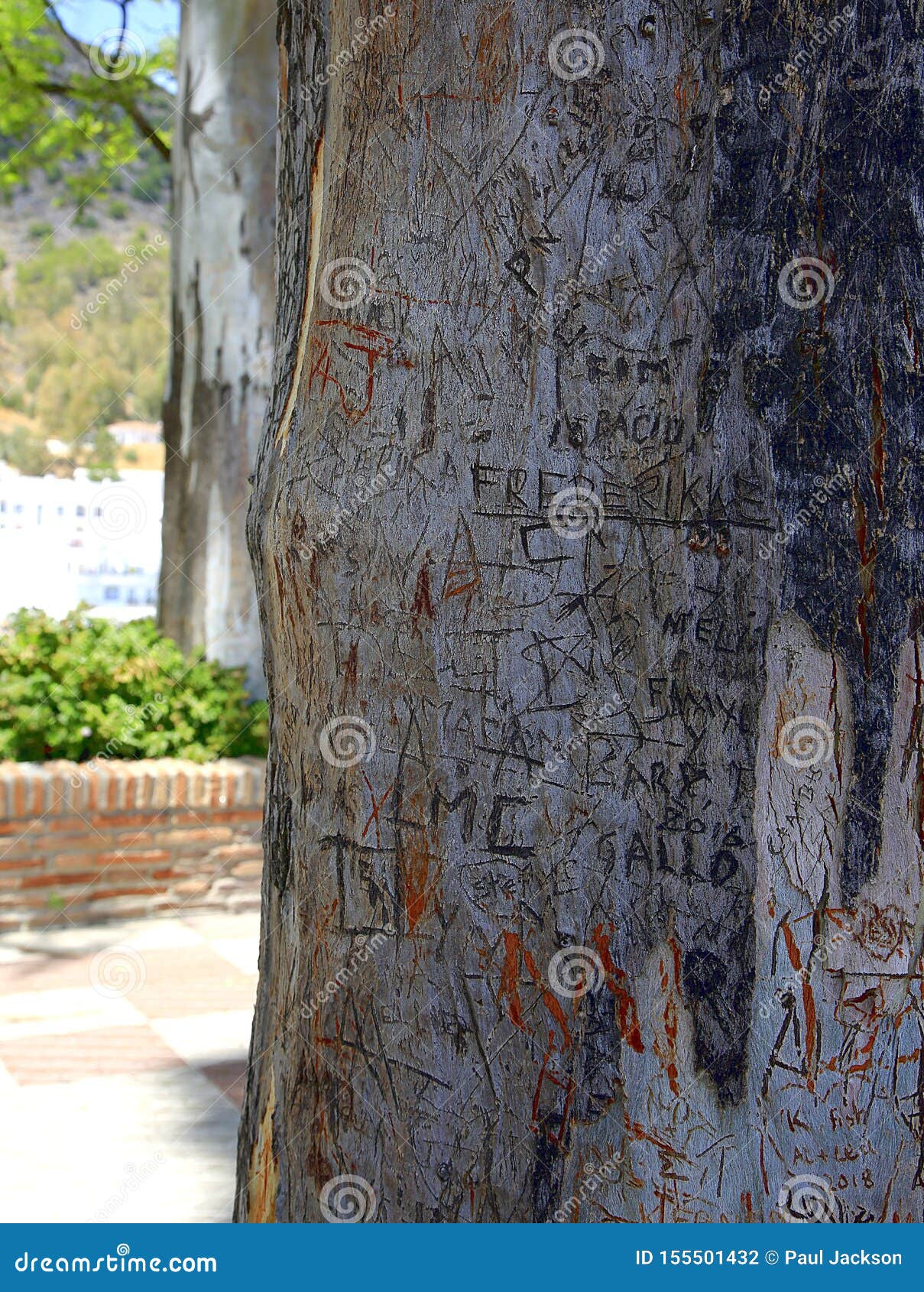 A Tree with Carvings on it of People`s Names Stock Photo - Image of ...