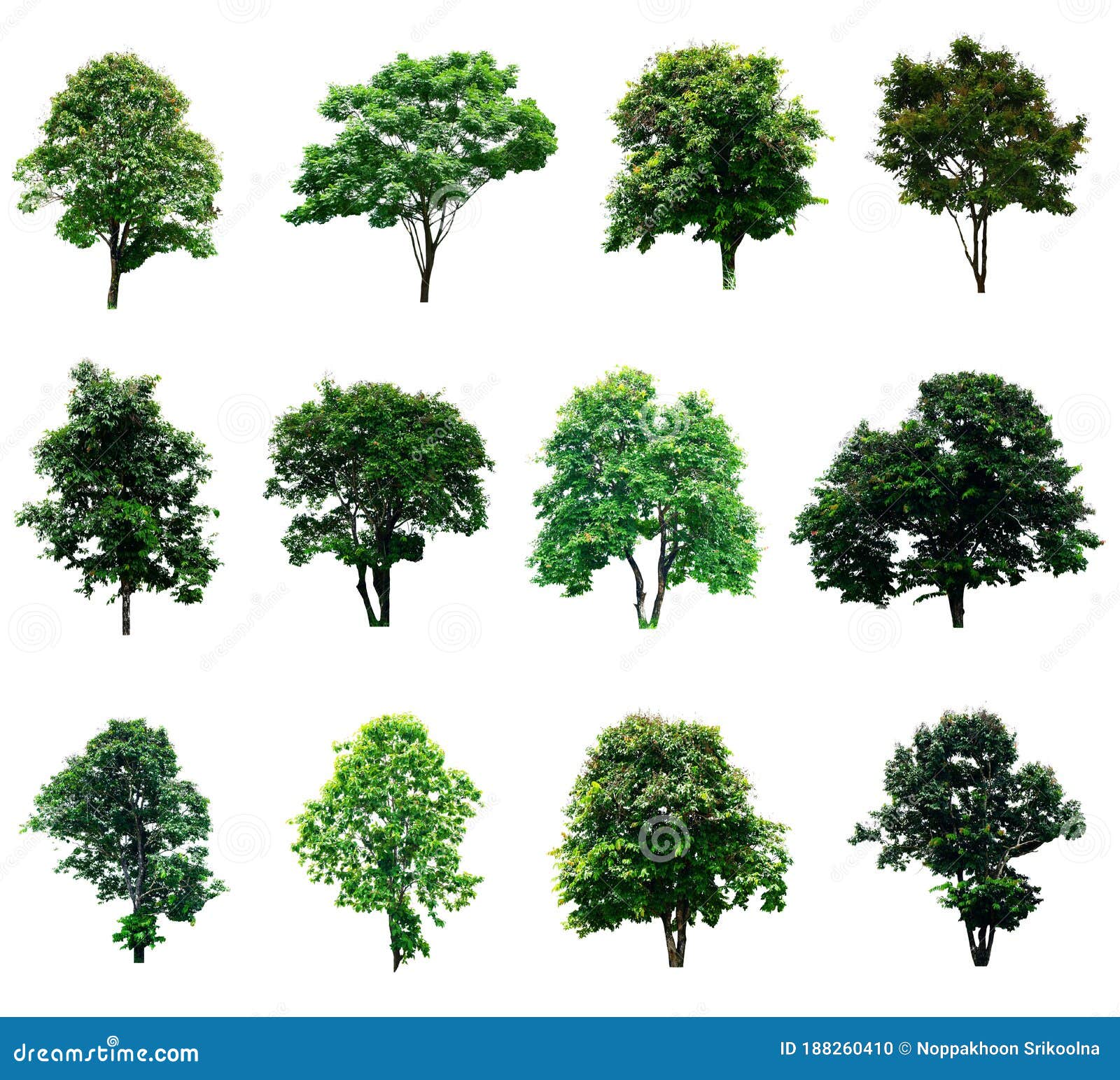 Tree Multiple Collection Isolated on White Background Stock Photo ...
