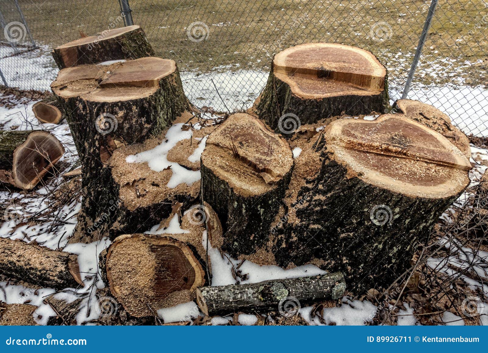 Tree with Multiple Cut Trunks Stock Image - Image of tree, stump: 89926711