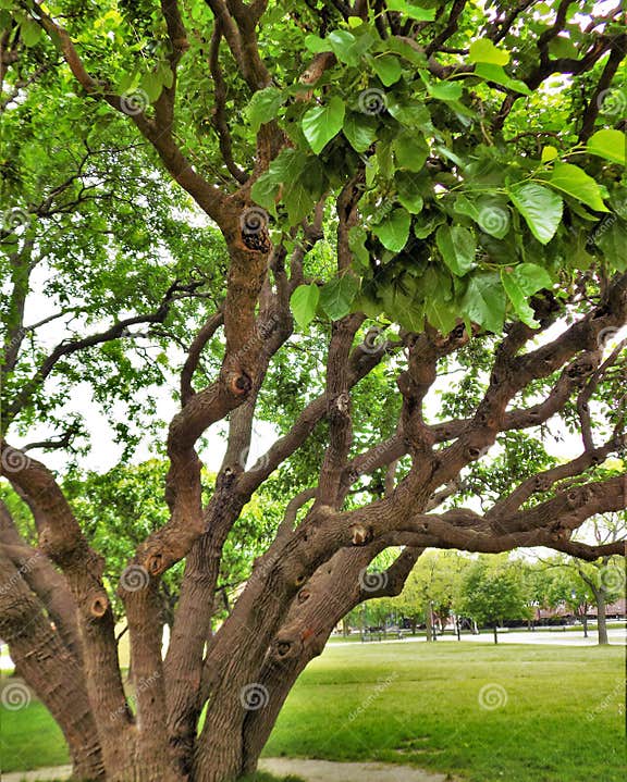Tree with Multiple Trunks stock image. Image of leafy - 94154749