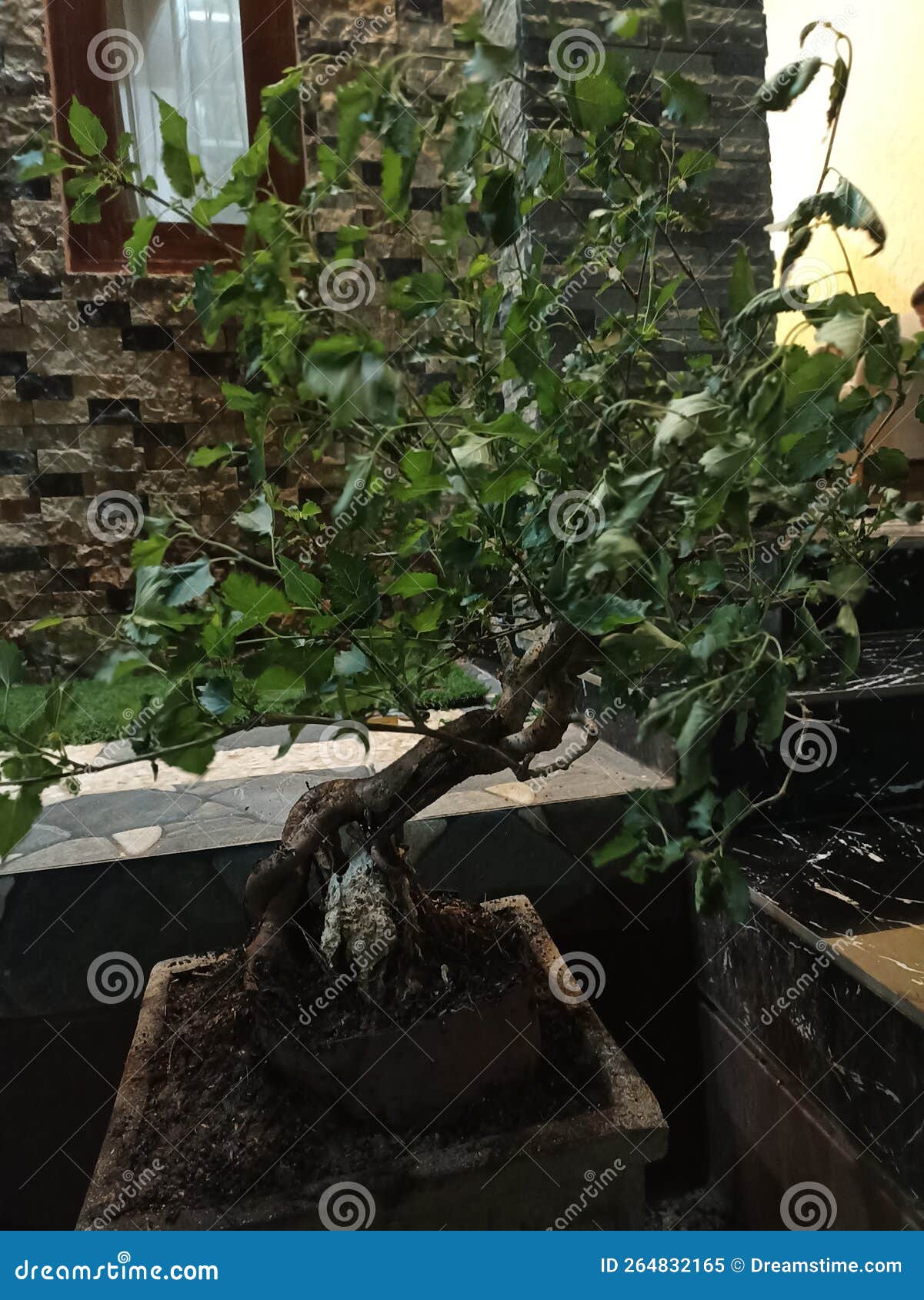 Tree murbei local stock image. Image of yard, leaf, garden - 264832165