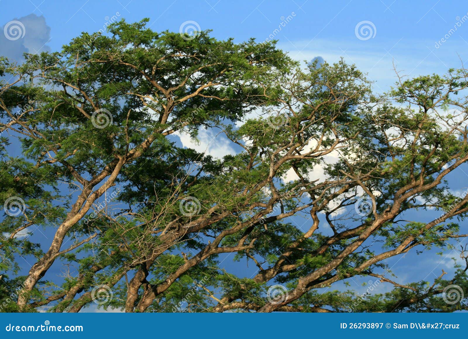 Tree at Murchison Falls NP, Uganda, Africa Stock Image - Image of ...