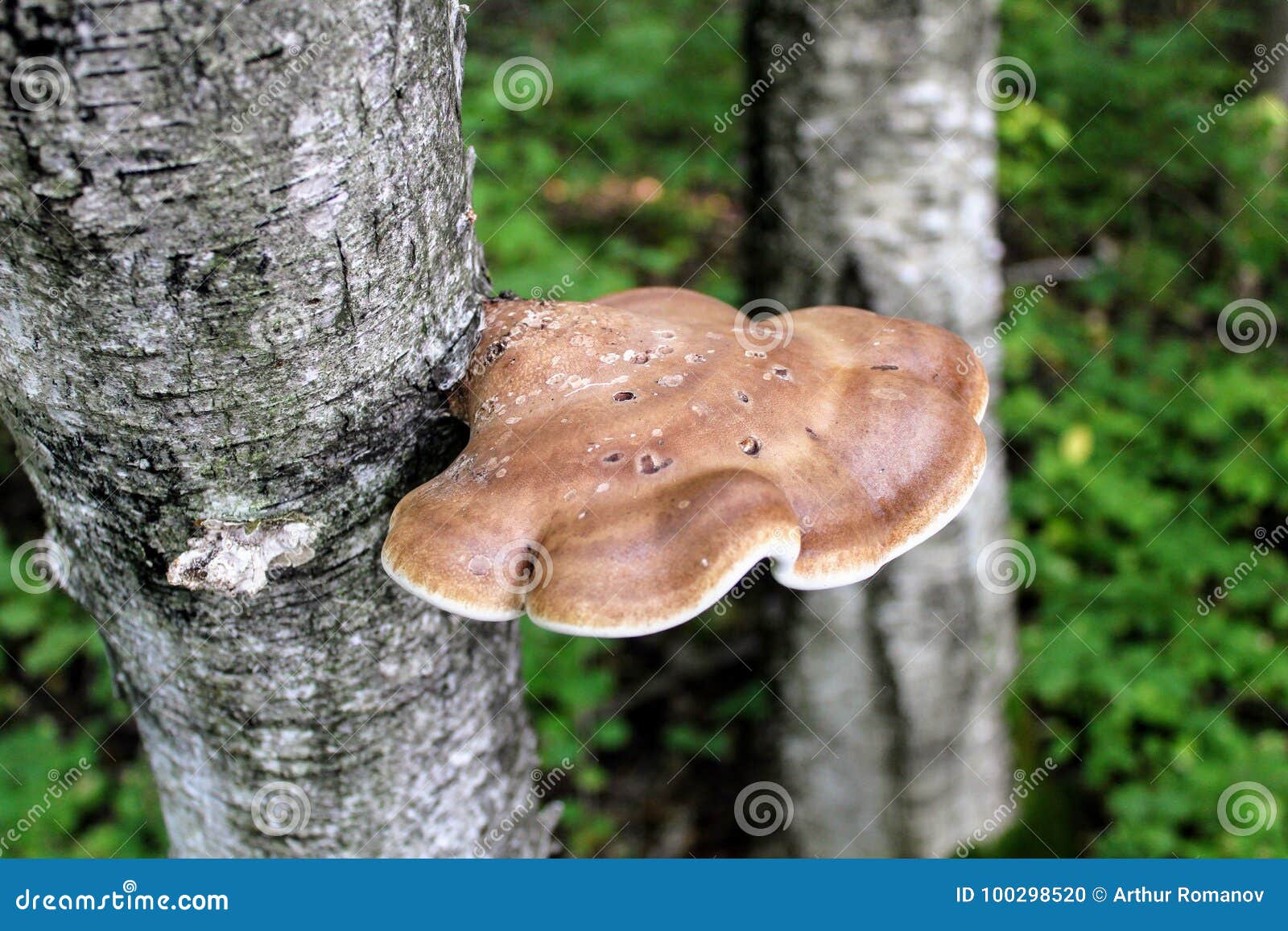 A Tree Mushroom Grows on the Tree`s Stem Stock Photo - Image of ...