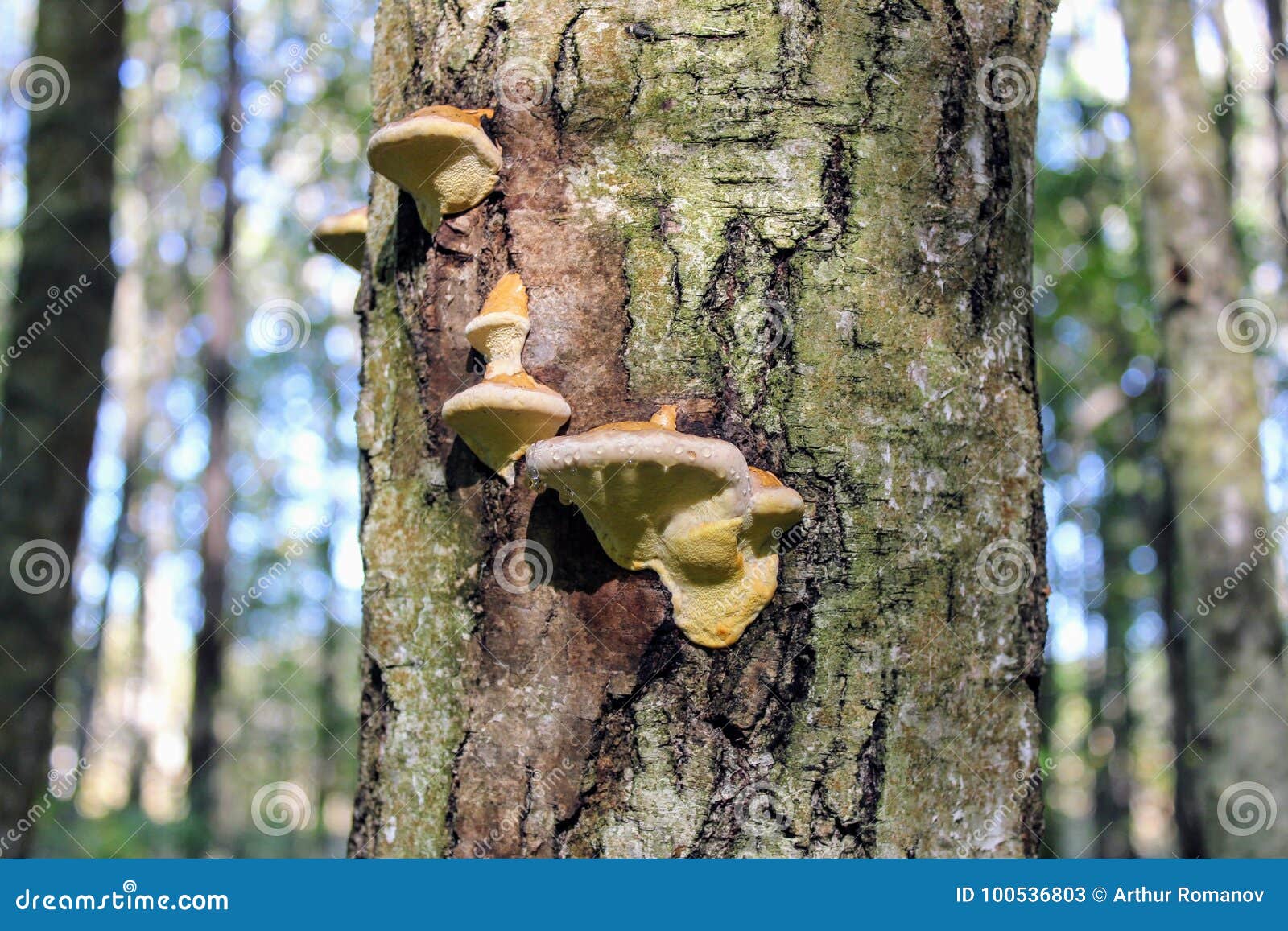 A Tree Mushroom Grows on the Tree`s Stem Stock Image - Image of beauty ...