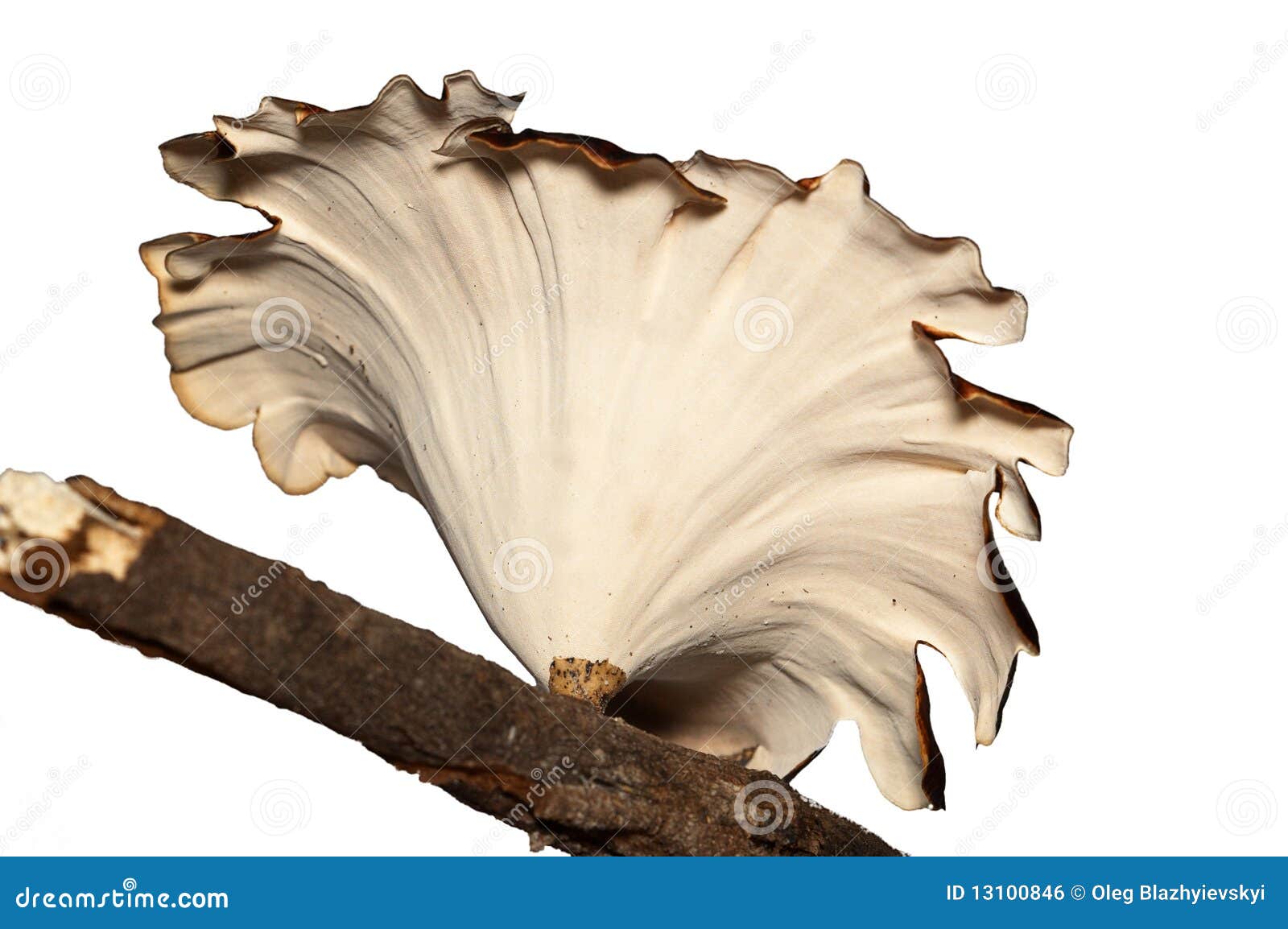 Tree Mushroom Isolated on White. Stock Photo - Image of tree, macro ...