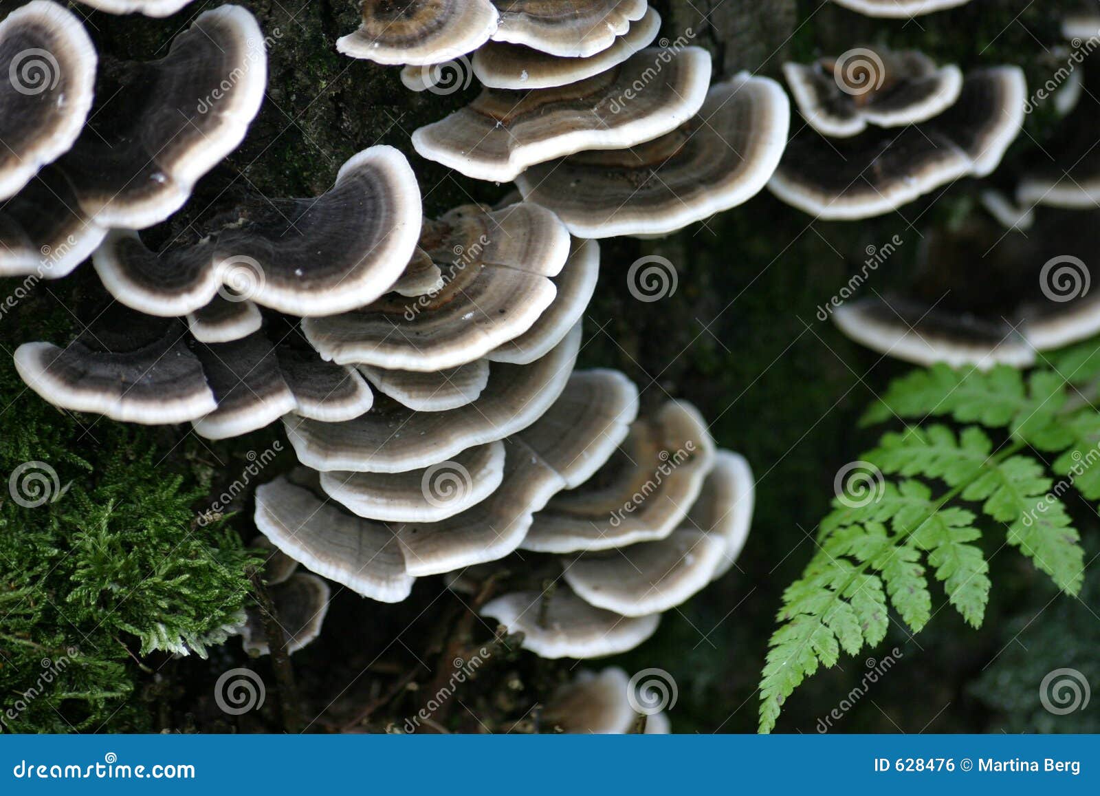 Tree mushrooms stock photo. Image of green, tree, fern - 628476