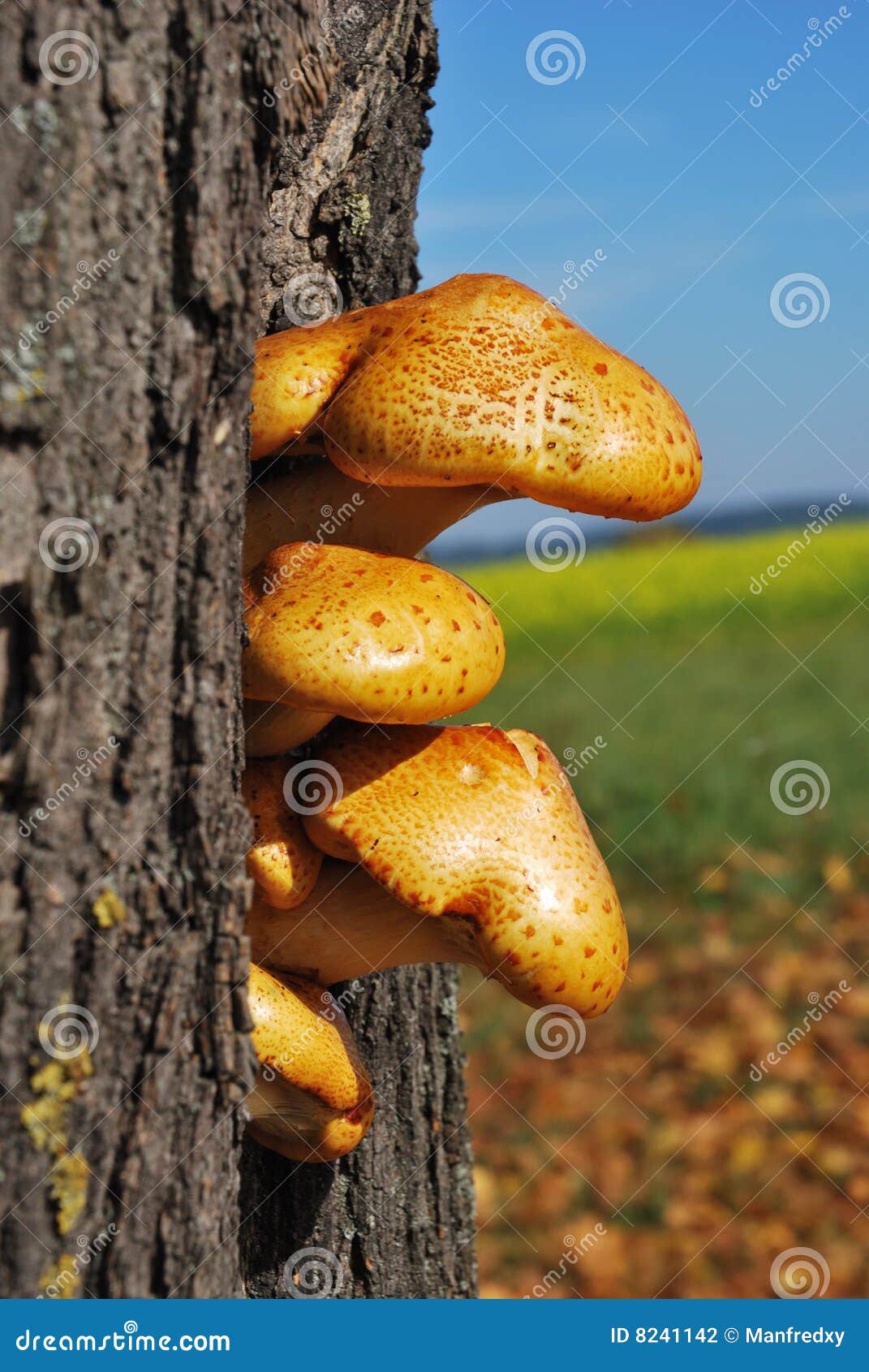 Tree mushrooms stock photo. Image of mushroom, botanical - 8241142