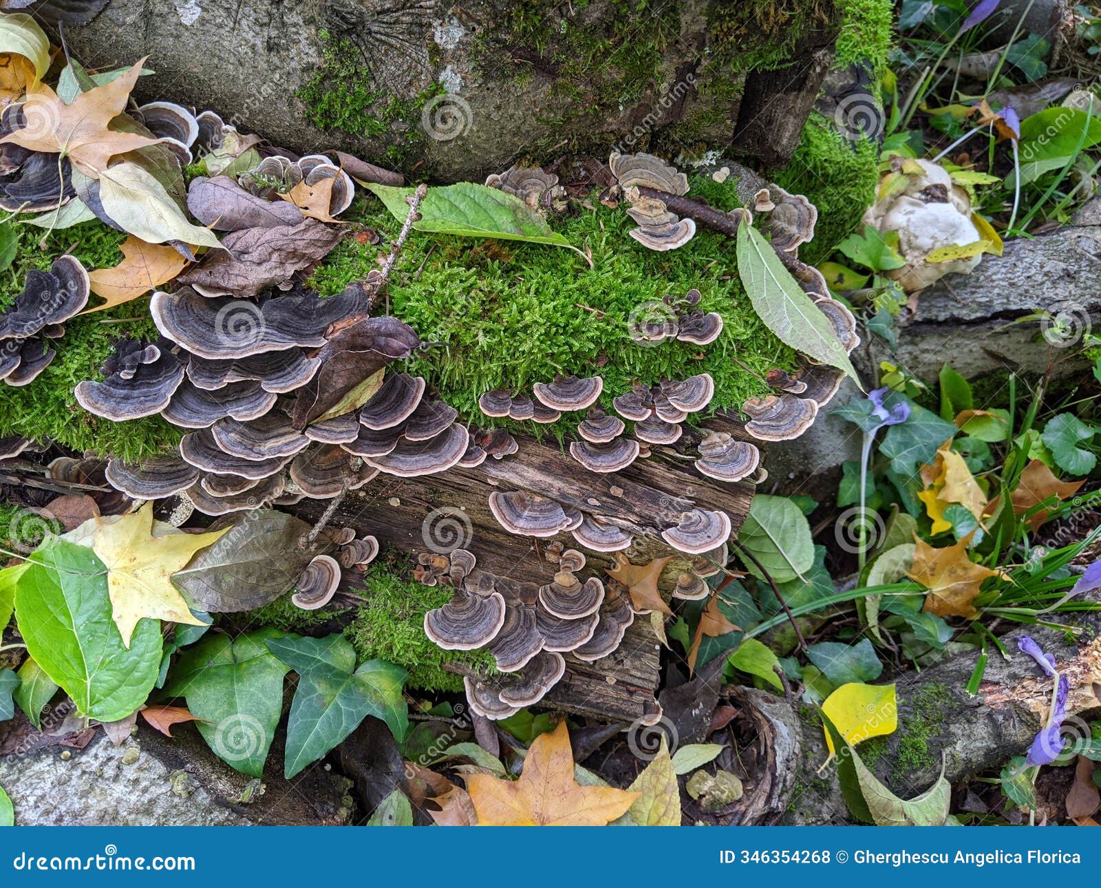 Tree Mushrooms. Silky Edible Plate Mushroom Volvariella Bombycina ...