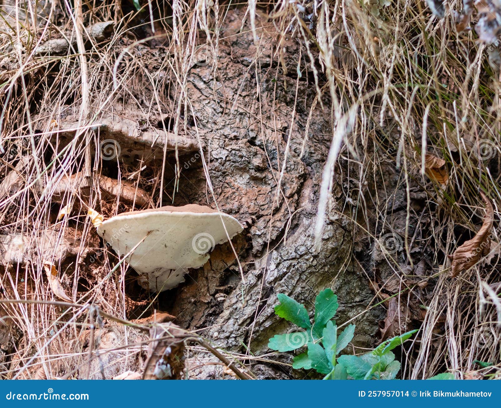 Tree Mushrooms on Tree Roots among Dry Grass Stock Photo - Image of ...